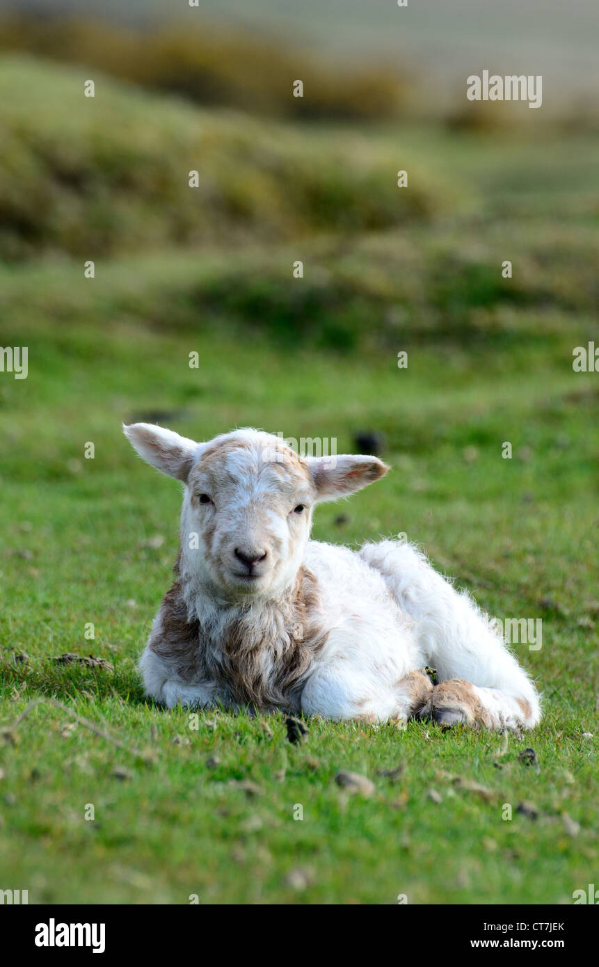 Close up of a lamb lying down Stock Photo - Alamy