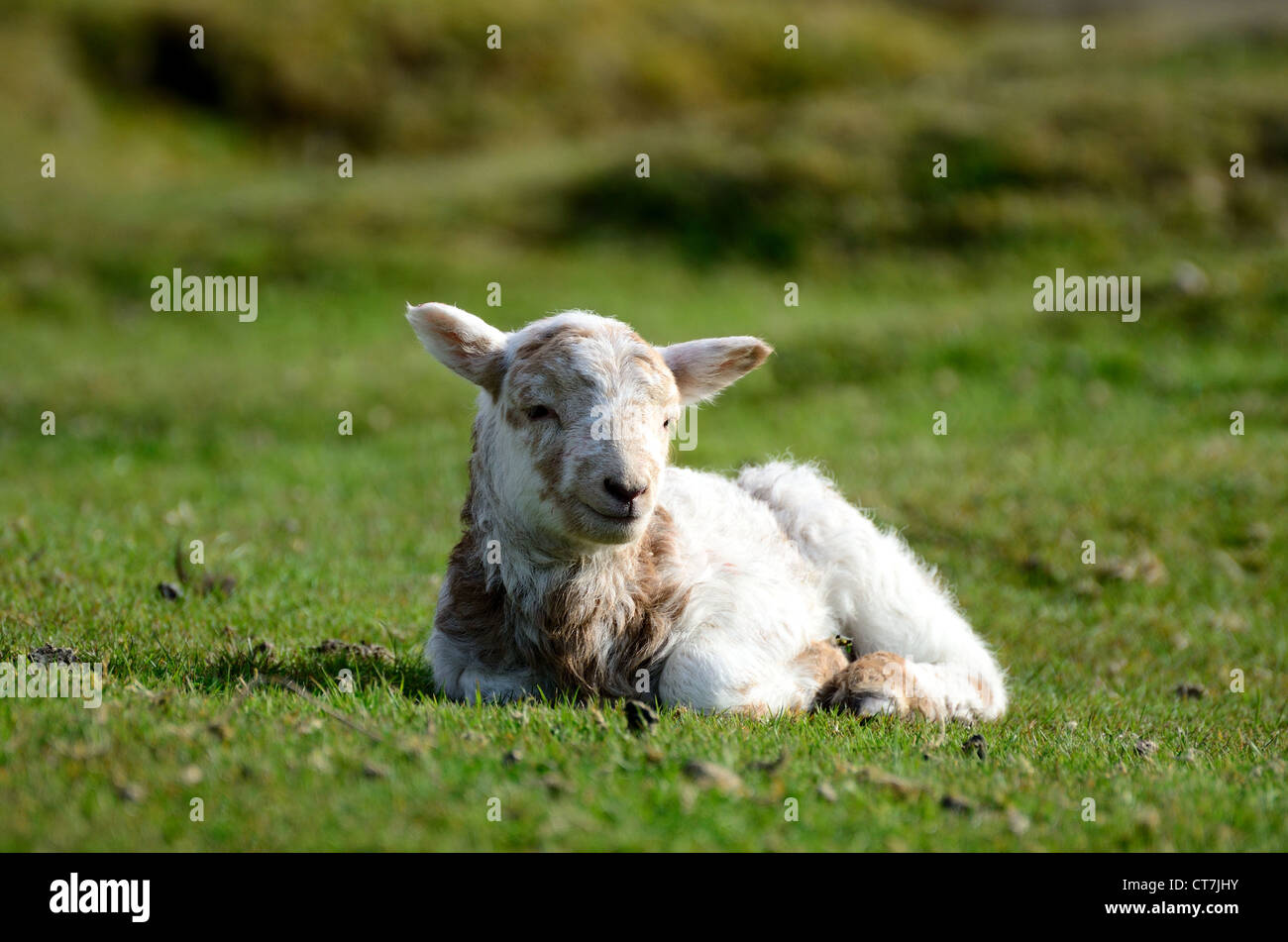 Newborn lamb resting in the spring sunshine Stock Photo - Alamy