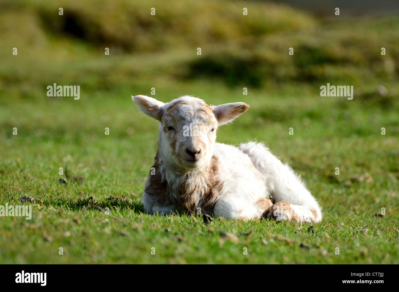 Newborn lamb resting in the spring sunshine Stock Photo - Alamy