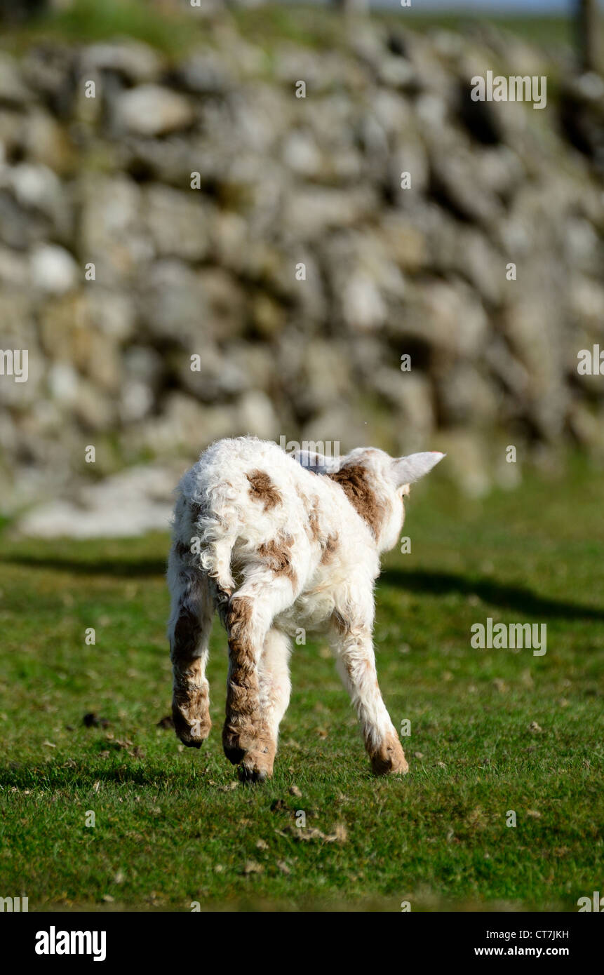 Sheep running away hi-res stock photography and images - Alamy