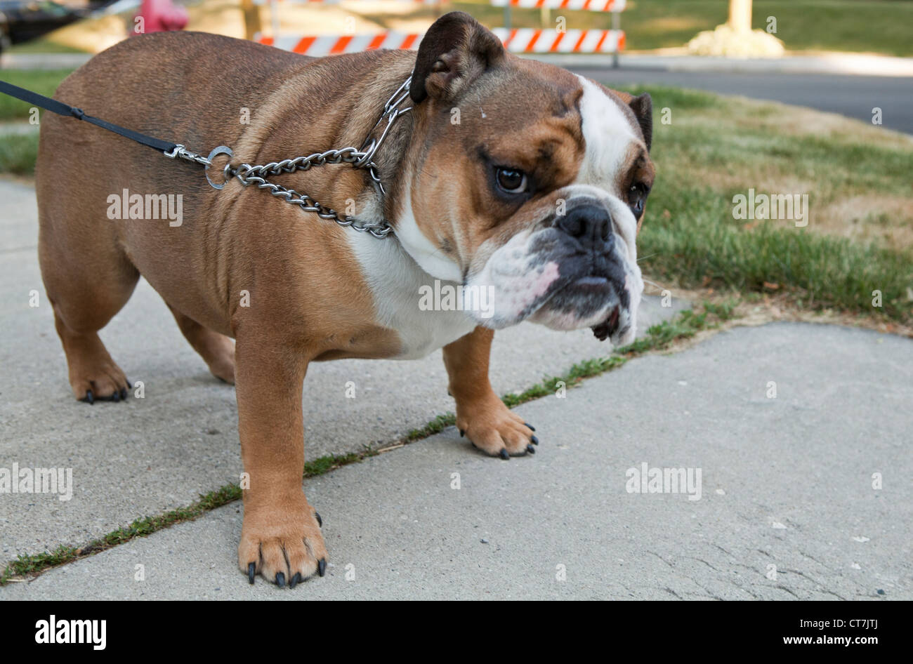 Pudgy face hi-res stock photography and images - Alamy