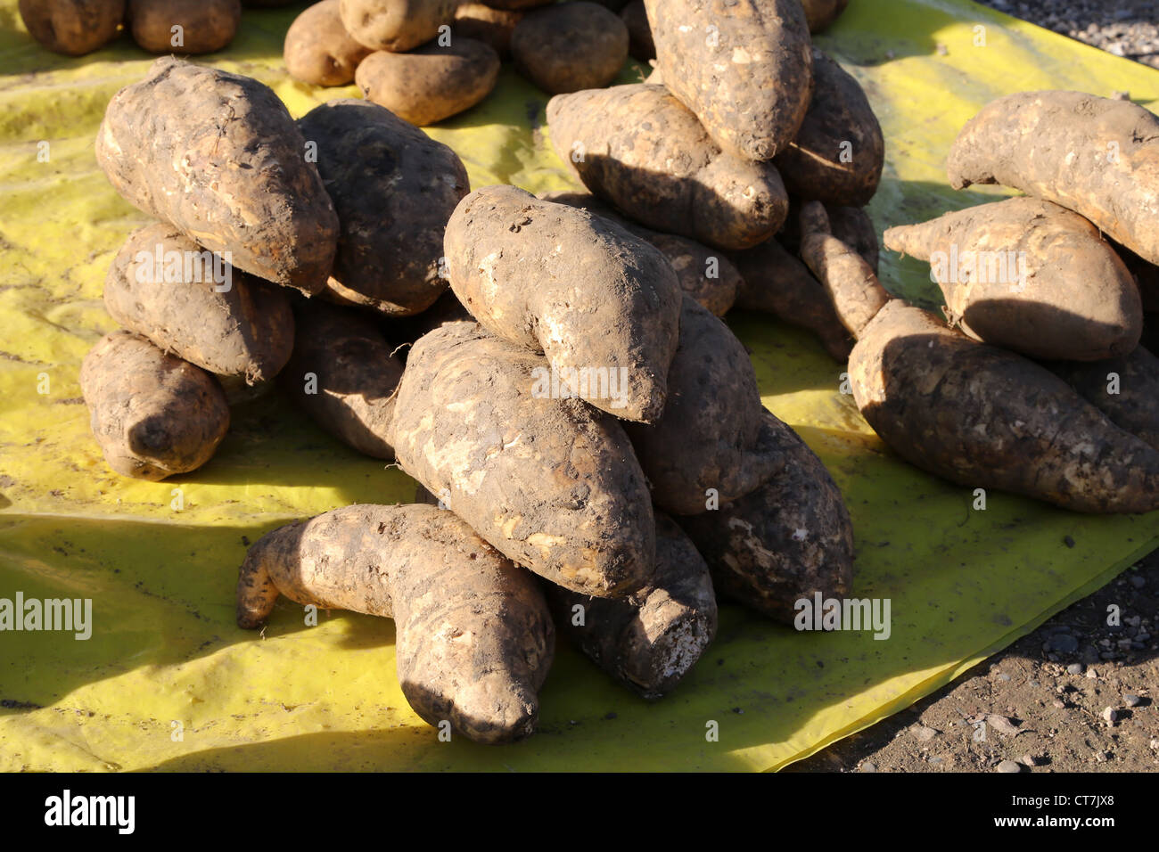 Yams Images Yam | Description, Uses, Species, & Facts | Britannica