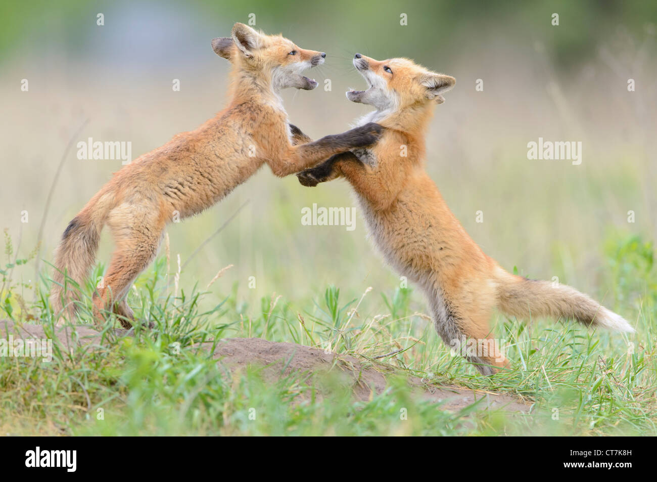 Red Fox kits (Vulpes vulpes) play fighting around their den site ...