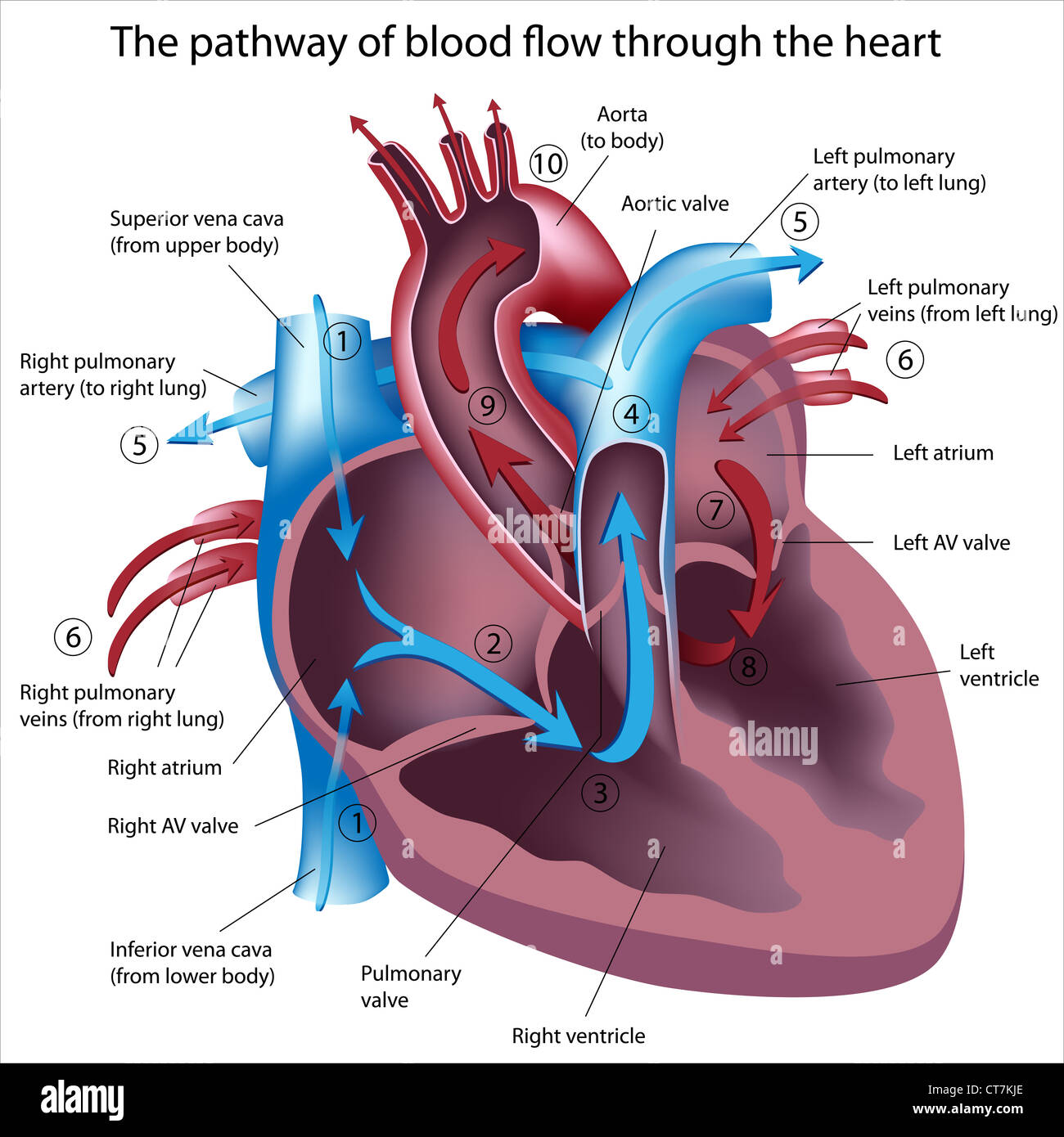 Pathway of blood flow through the heart Stock Photo - Alamy