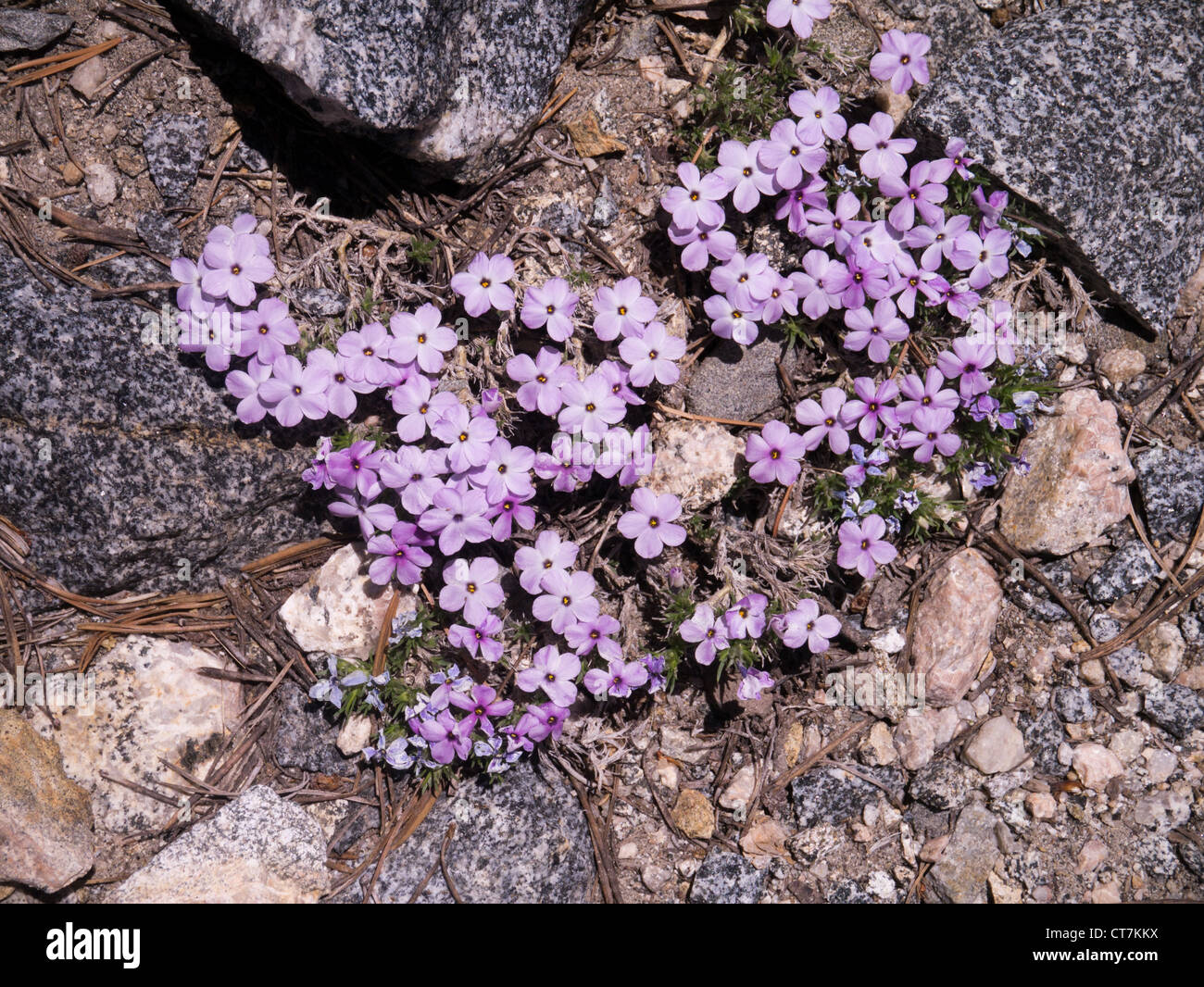 Spreading Phlox (Phlox diffusa) in Tuolumne Meadows part of the ...