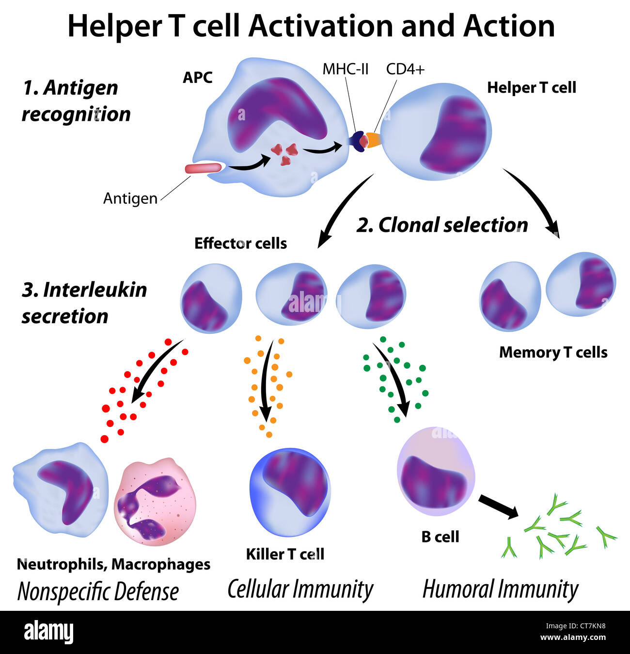 T helper cell and interleukin hi-res stock photography and images - Alamy