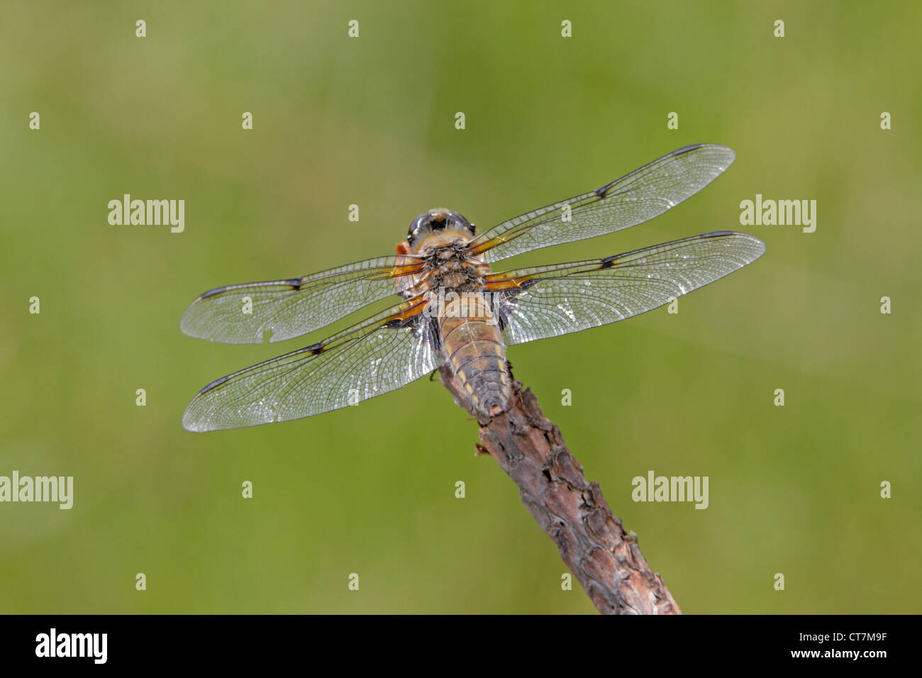 Four Spotted Chaser Dragonfly Stock Photo - Alamy