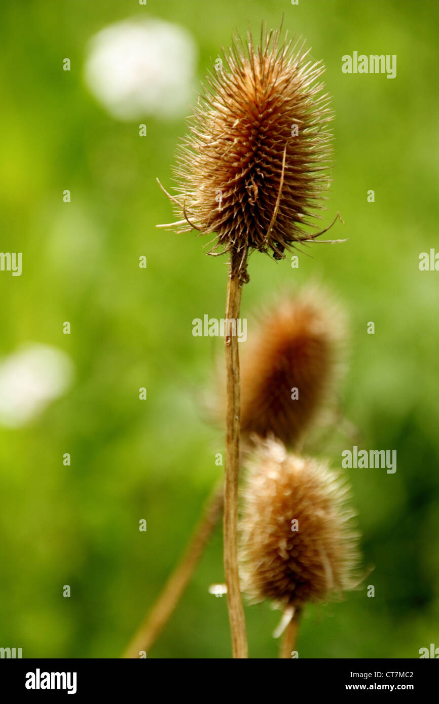 Teasel dried head hi-res stock photography and images - Alamy