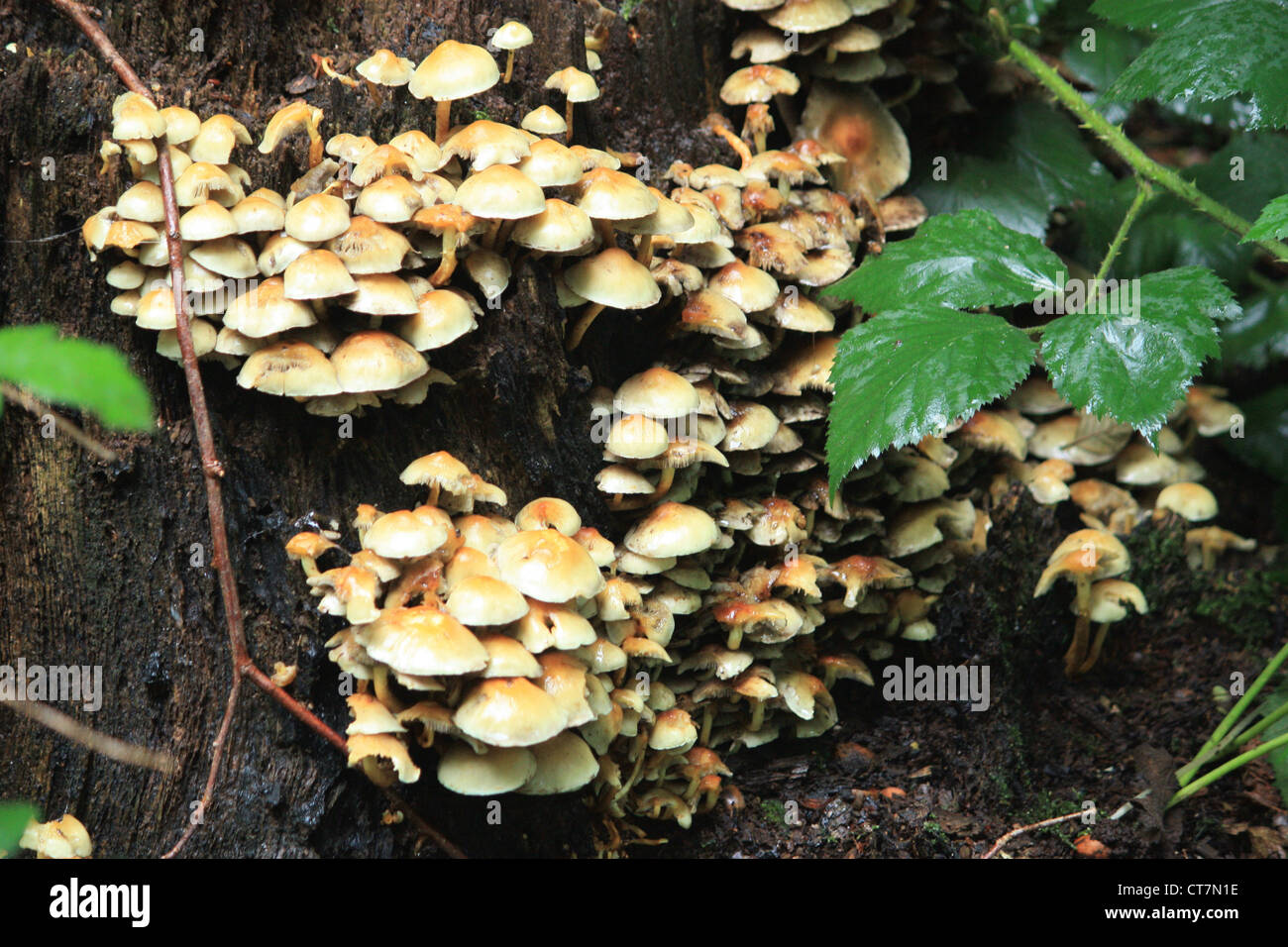 Mushrooms & Toadstools Stock Photo - Alamy