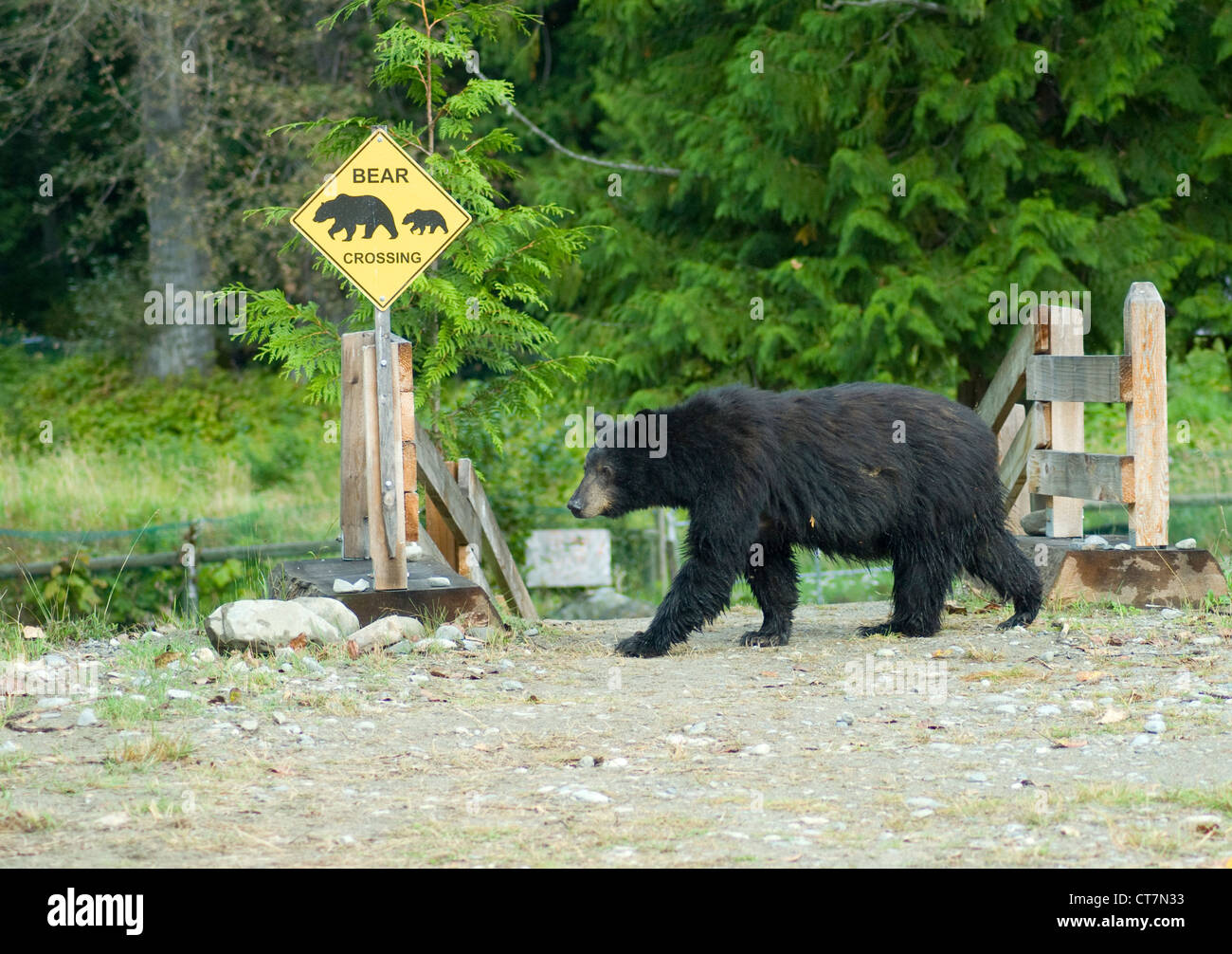 Bear forest british columbia hi-res stock photography and images - Alamy
