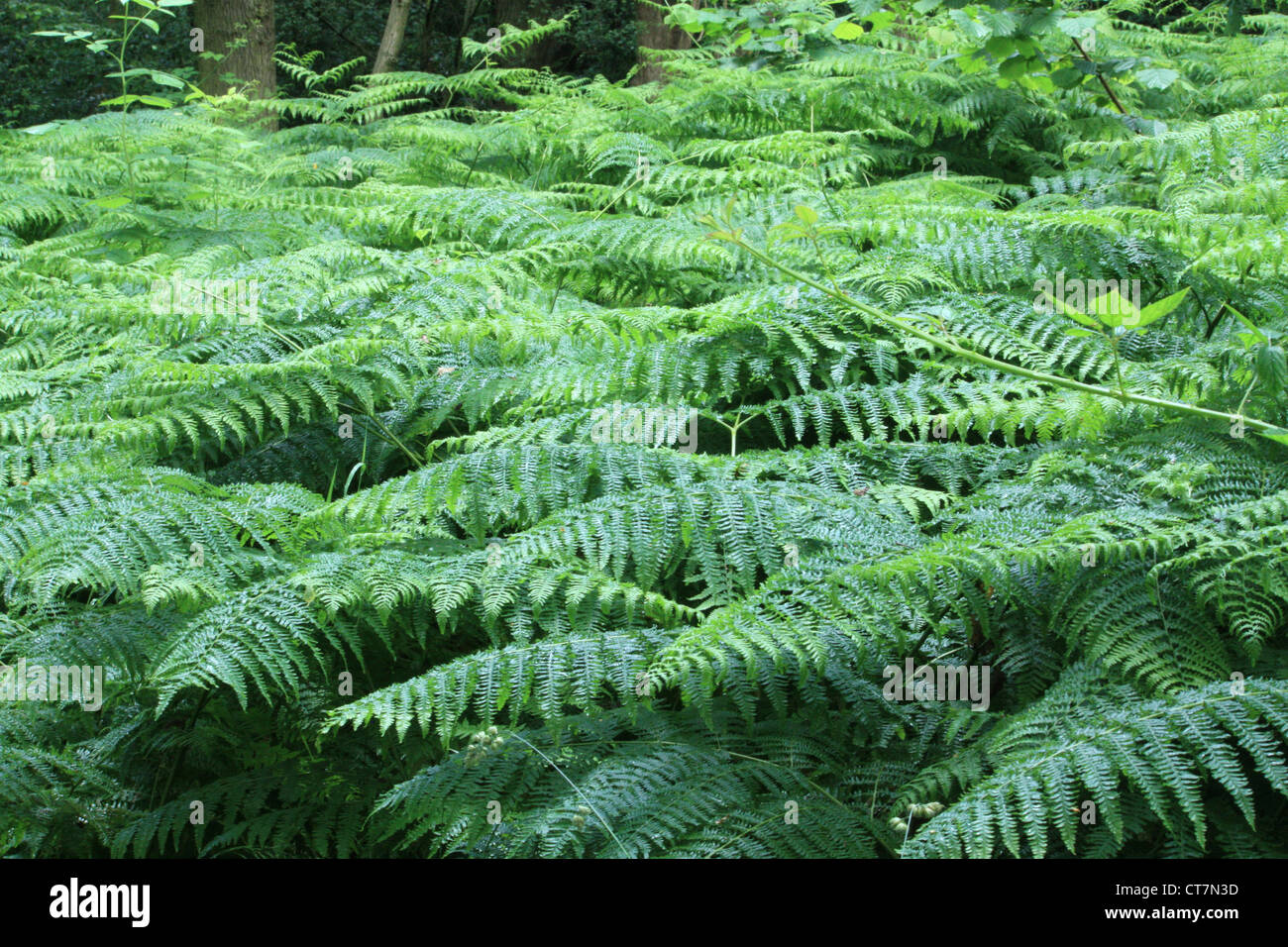 Bracken and woodland hi-res stock photography and images - Alamy