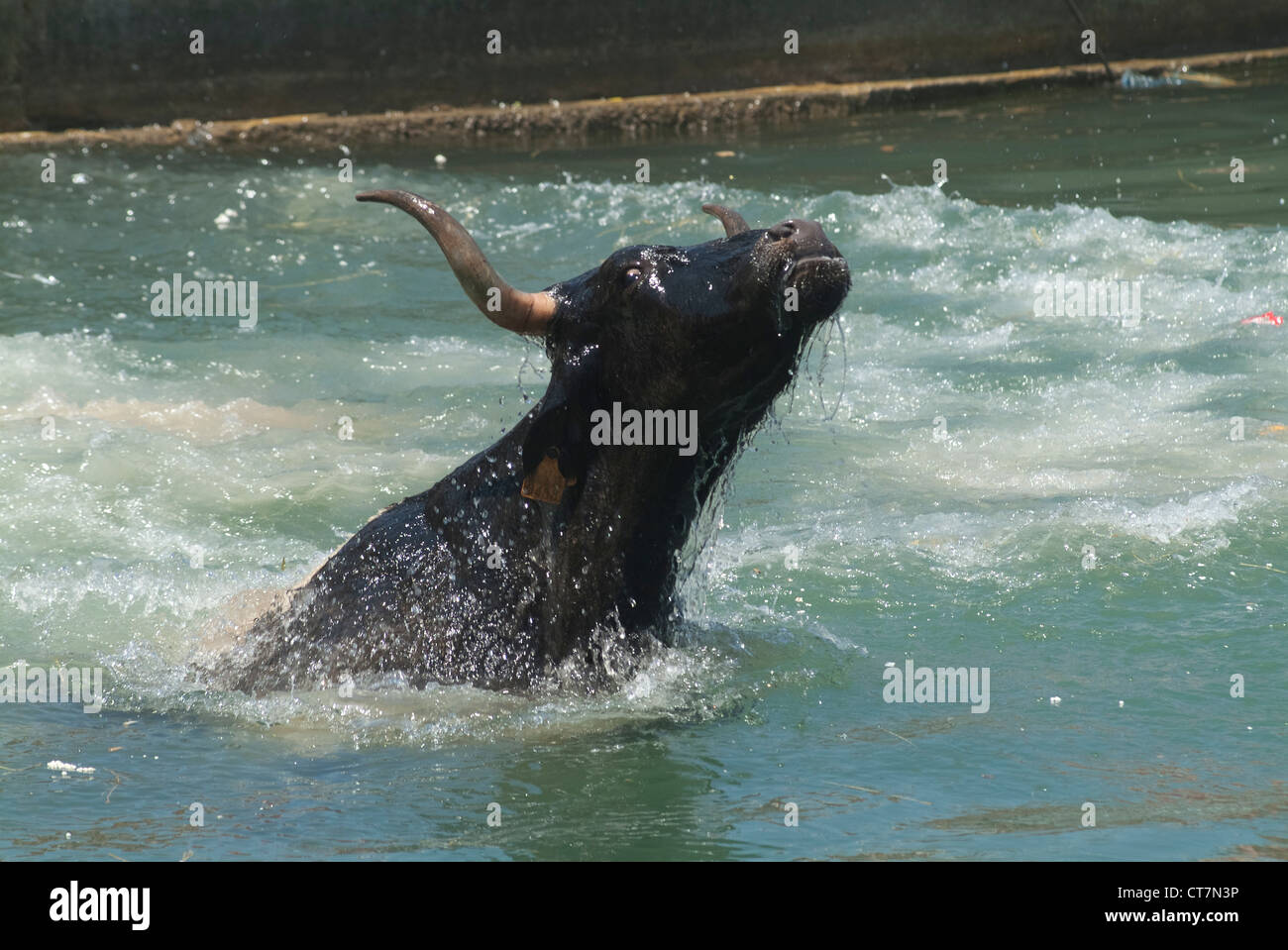 Bull jumping into the water, Denia, Alicante, Spain, Europe Stock Photo ...