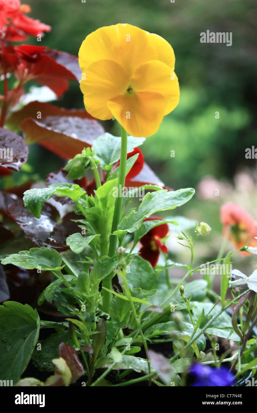 Common pansy hi-res stock photography and images - Alamy