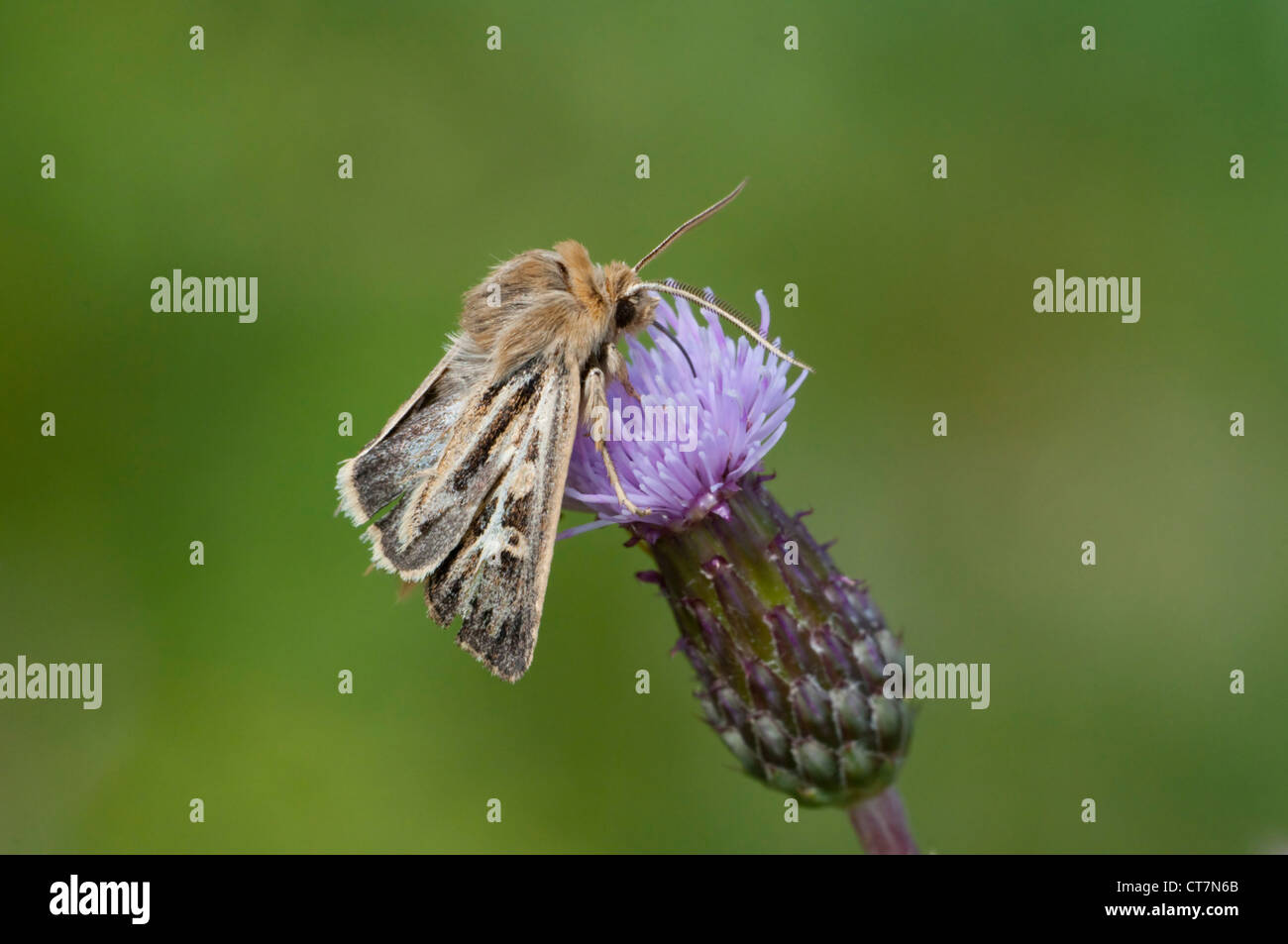 Antler moth feeding on head hi-res stock photography and images - Alamy