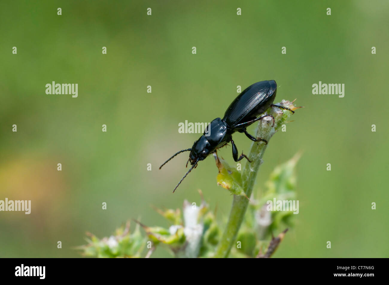 A large black ground beetle climbs over a thistle stem Stock Photo - Alamy