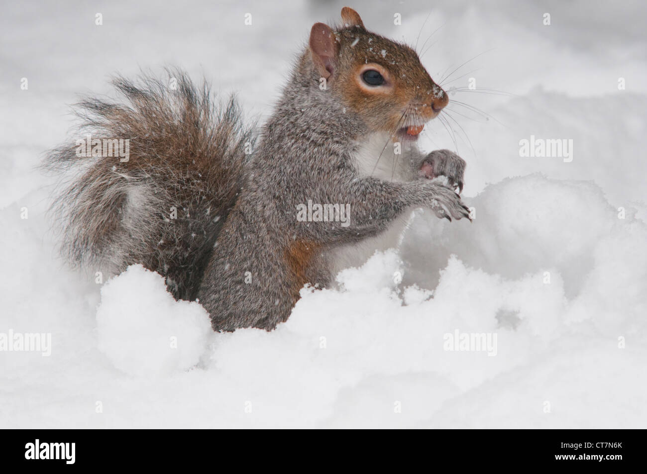 Squirrel digging nut hi-res stock photography and images - Alamy