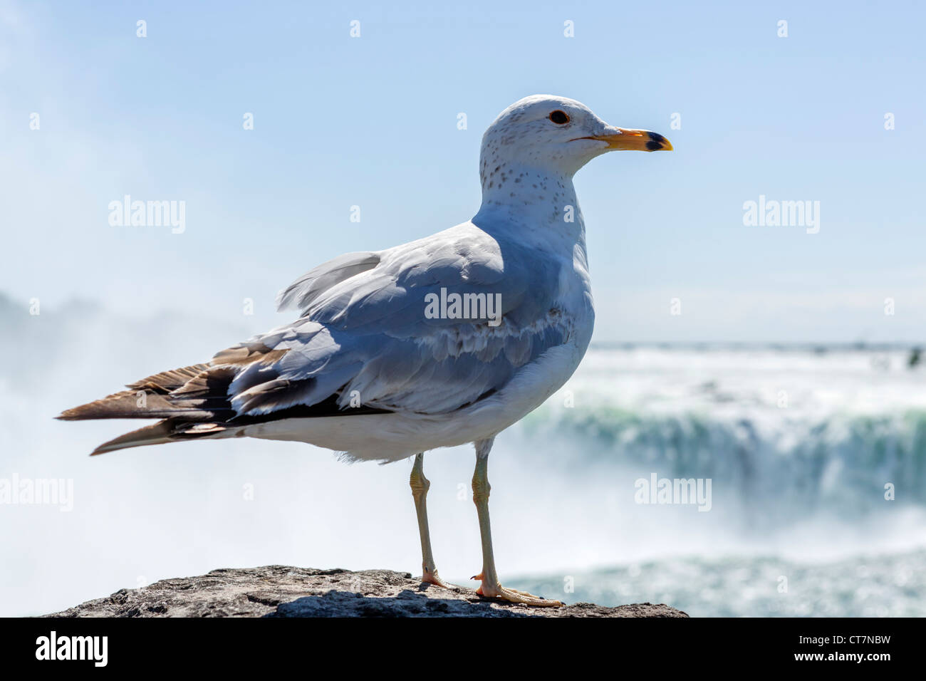 Seagull close up hi-res stock photography and images - Alamy