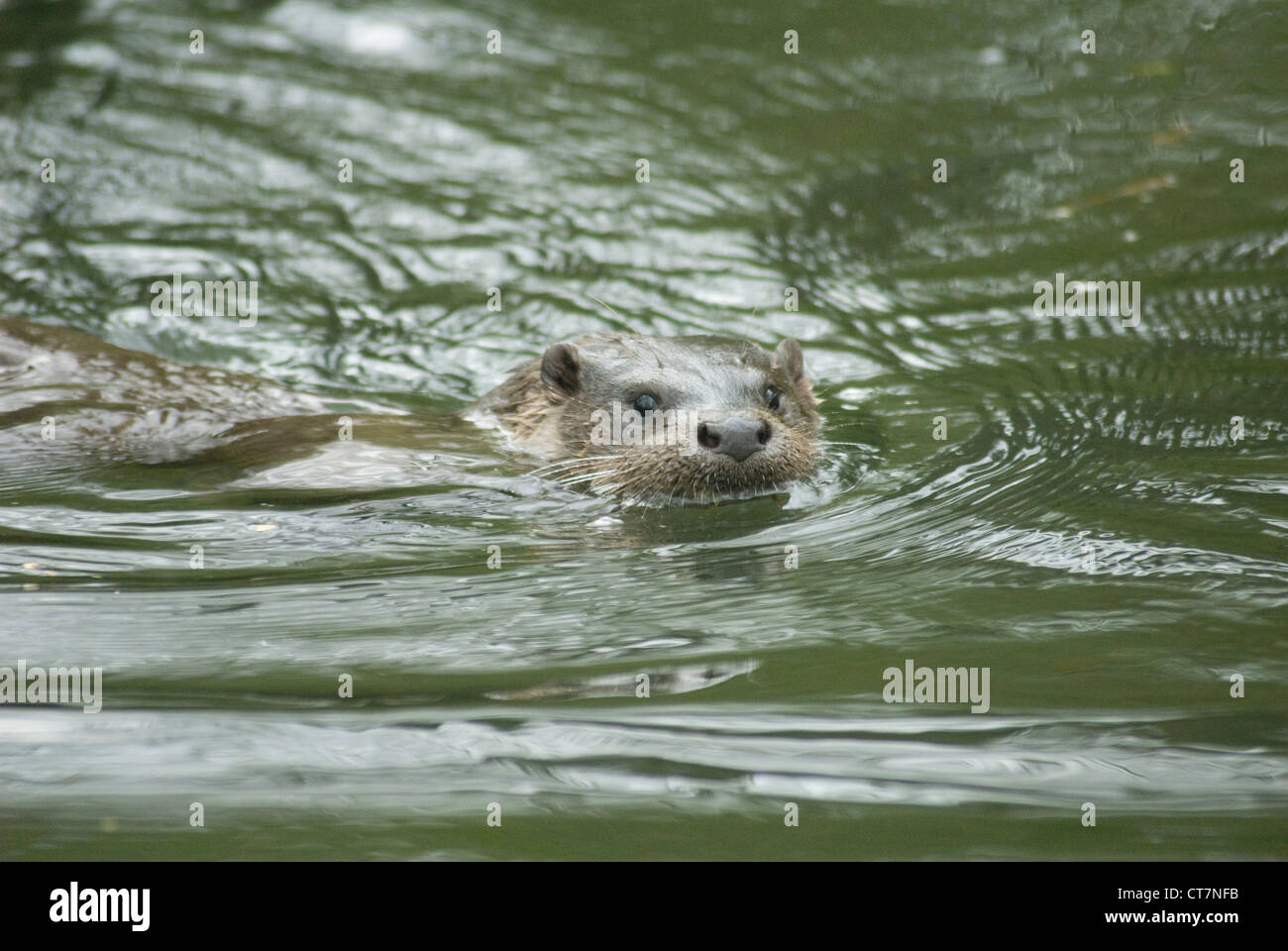 Eurasian Otter (Lutra lutra) in a river in Thetford, Norfolk Stock ...