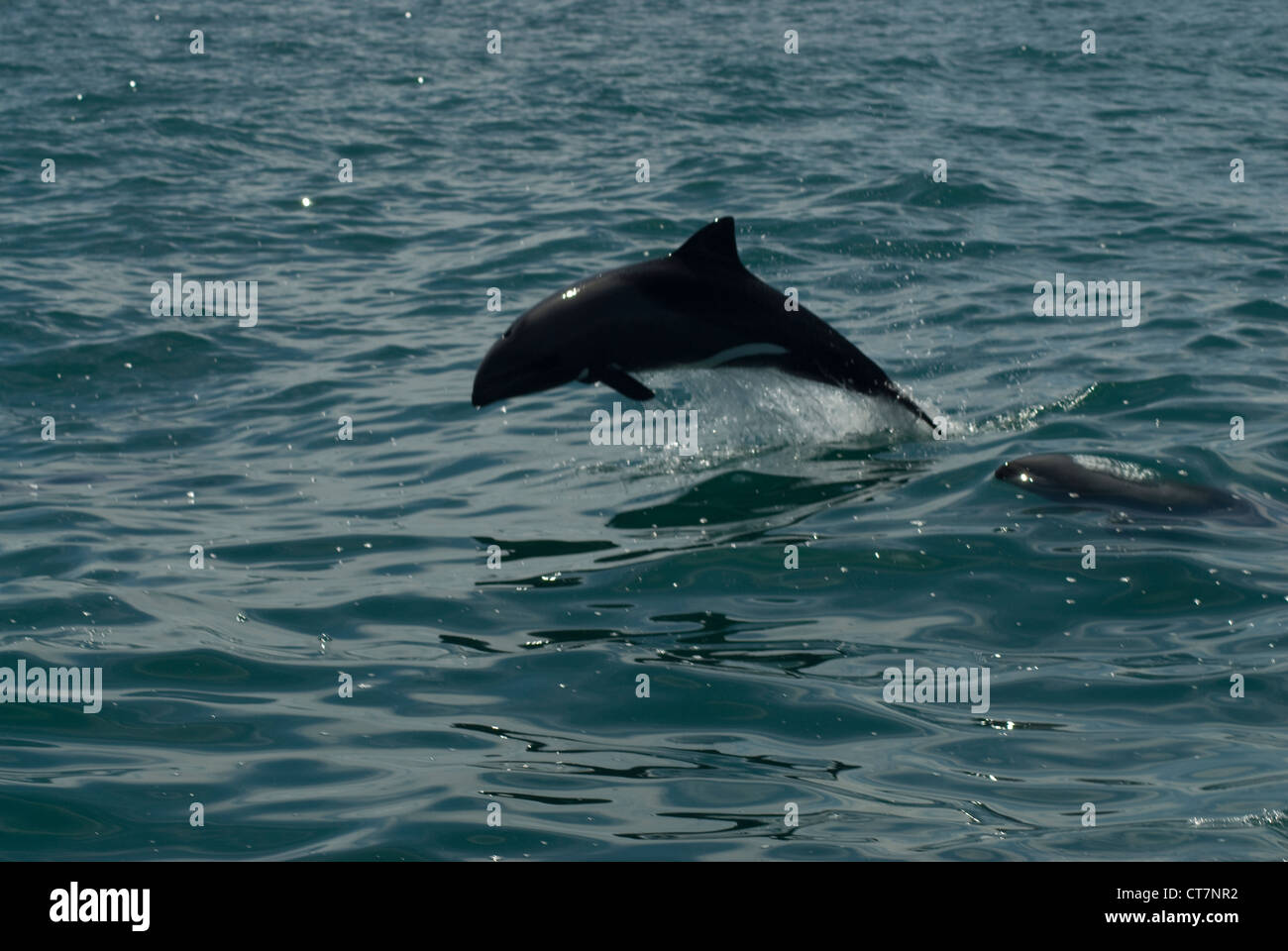 Haviside's Dolphin (Cephalorhynchus heavisidii) in Lambert's Bay, South ...