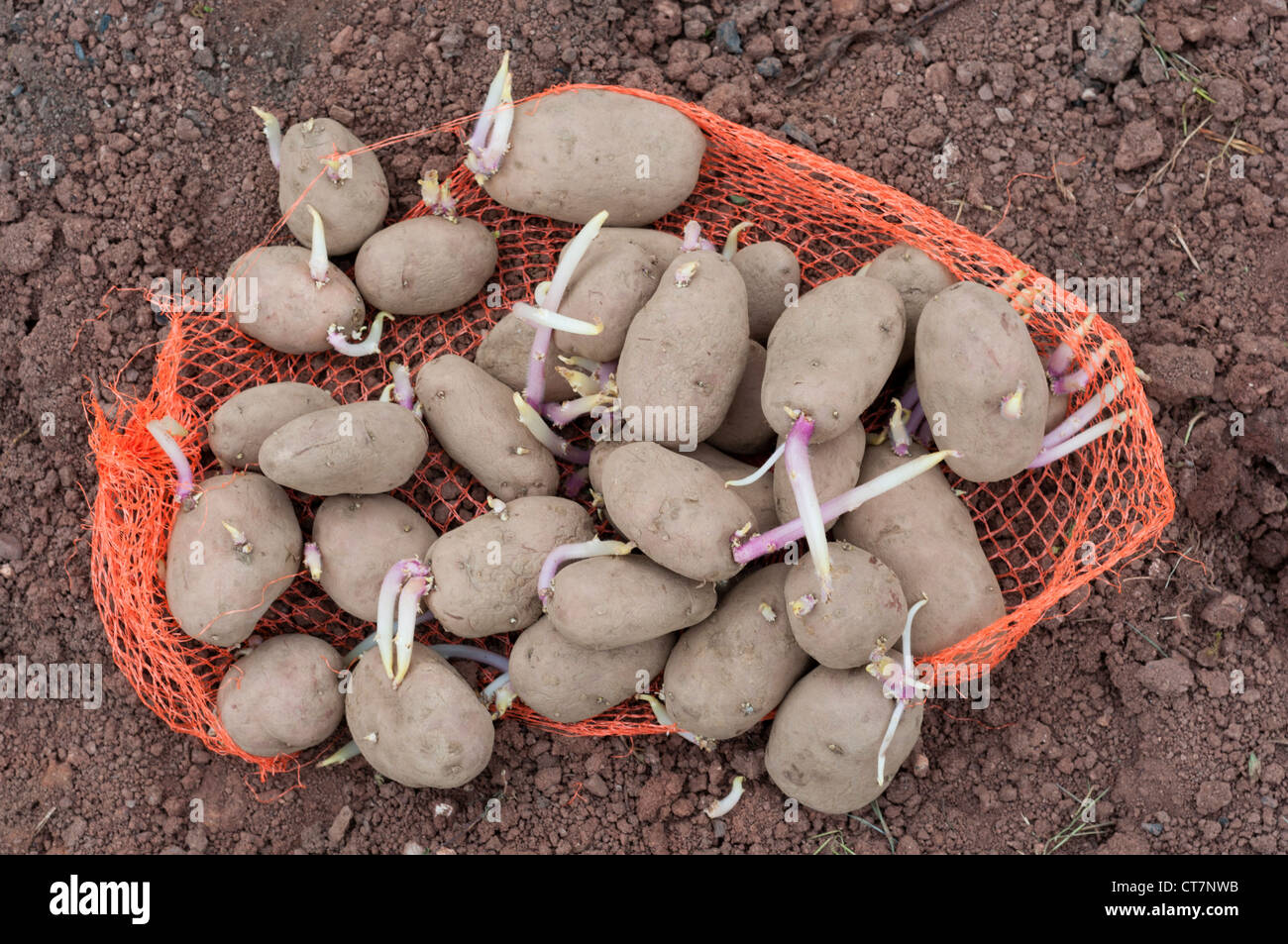 Seed potatoes hi-res stock photography and images - Alamy