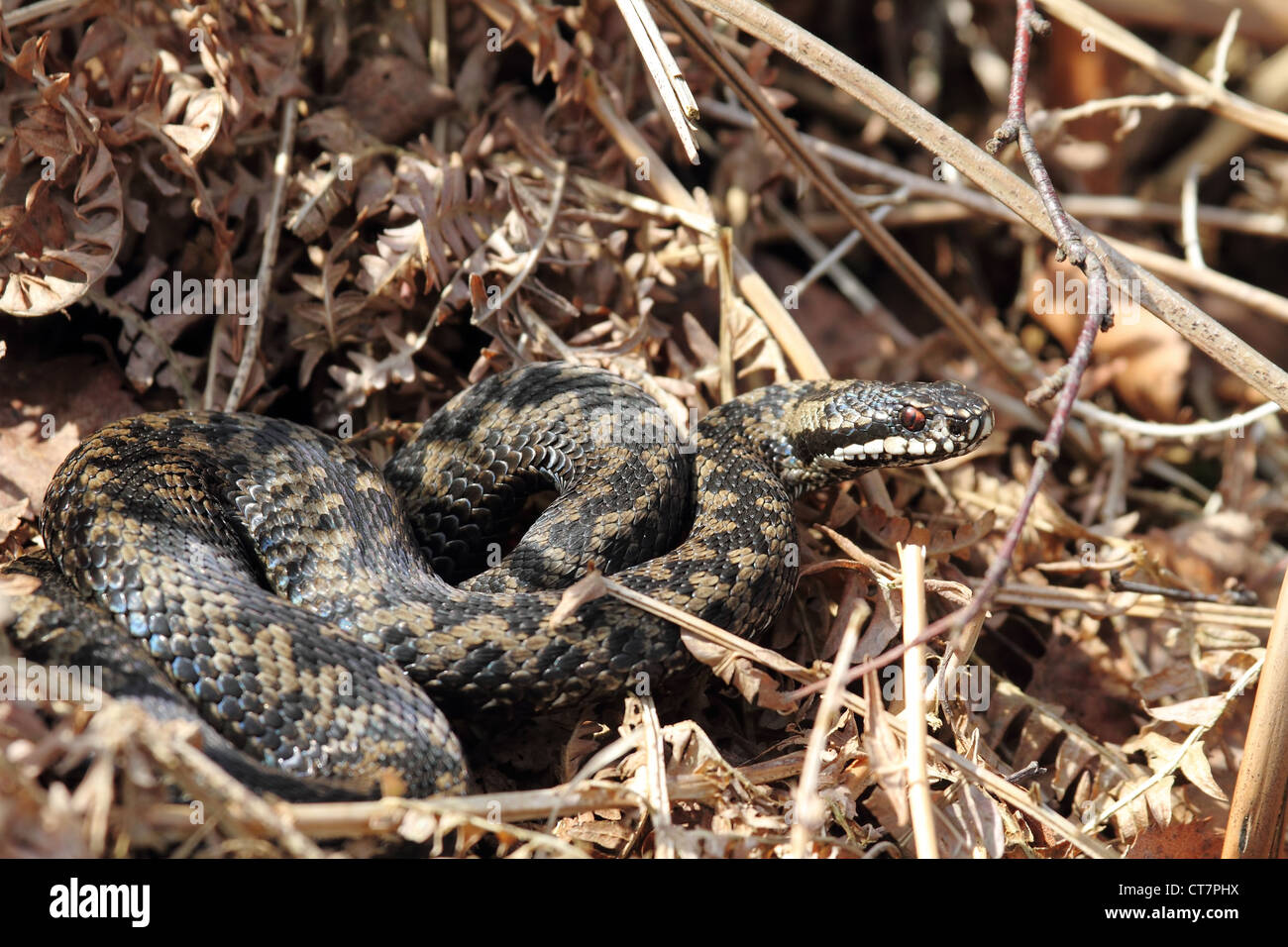 A wild Adder Vipera berus britains only venomous snake coiled up in ...
