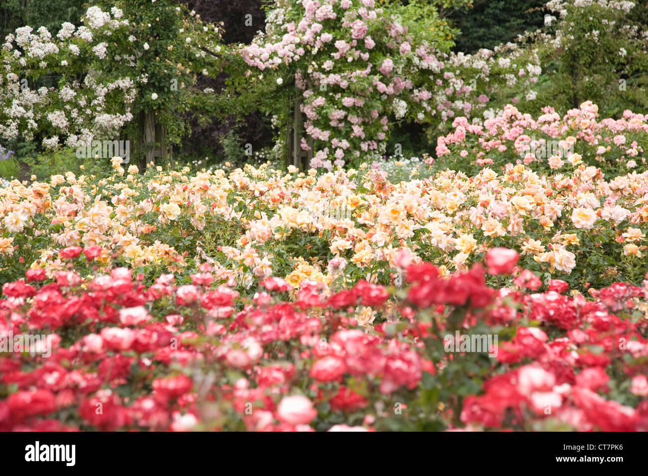 blooming rose garden Stock Photo - Alamy