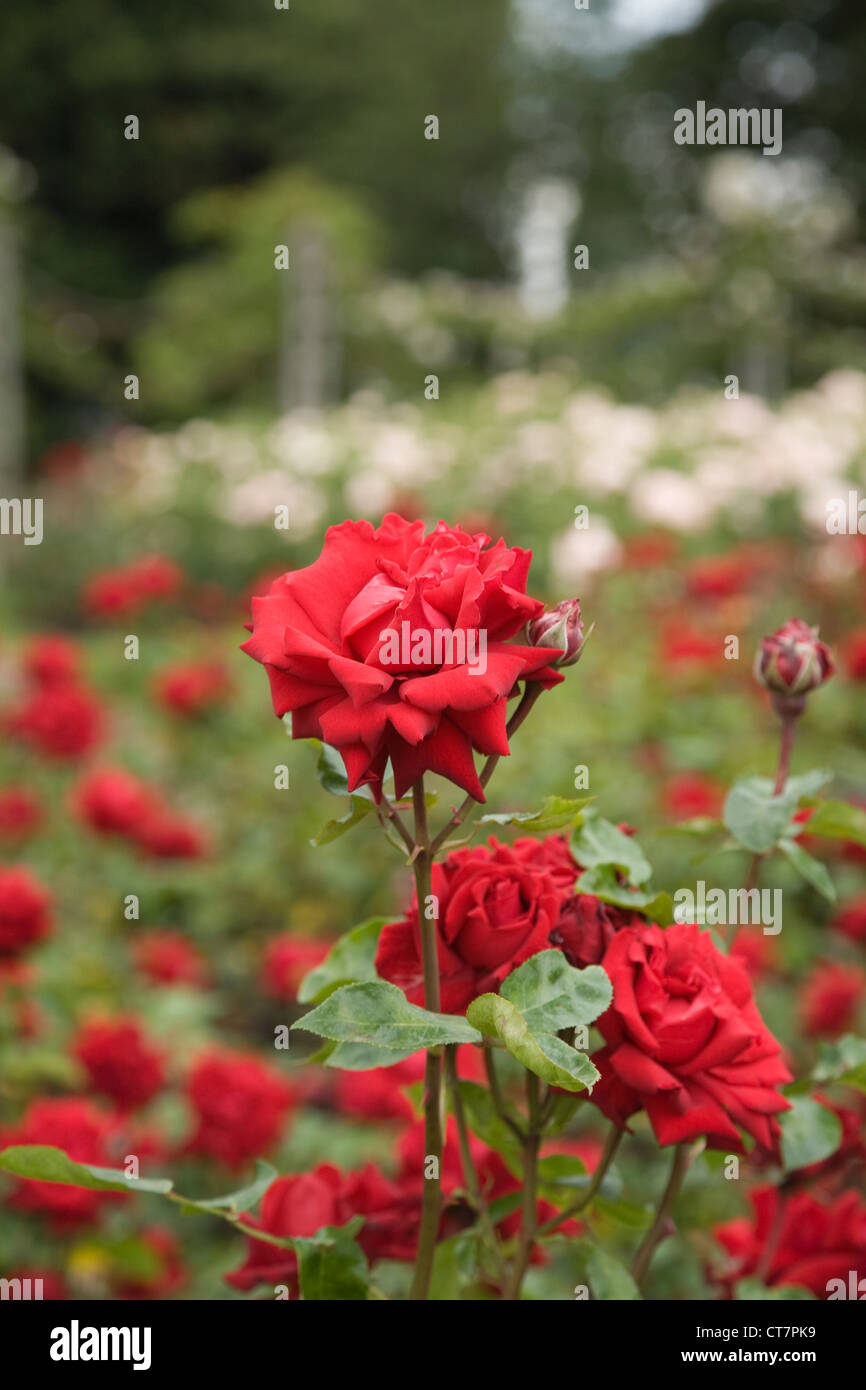 blooming rose garden Stock Photo - Alamy