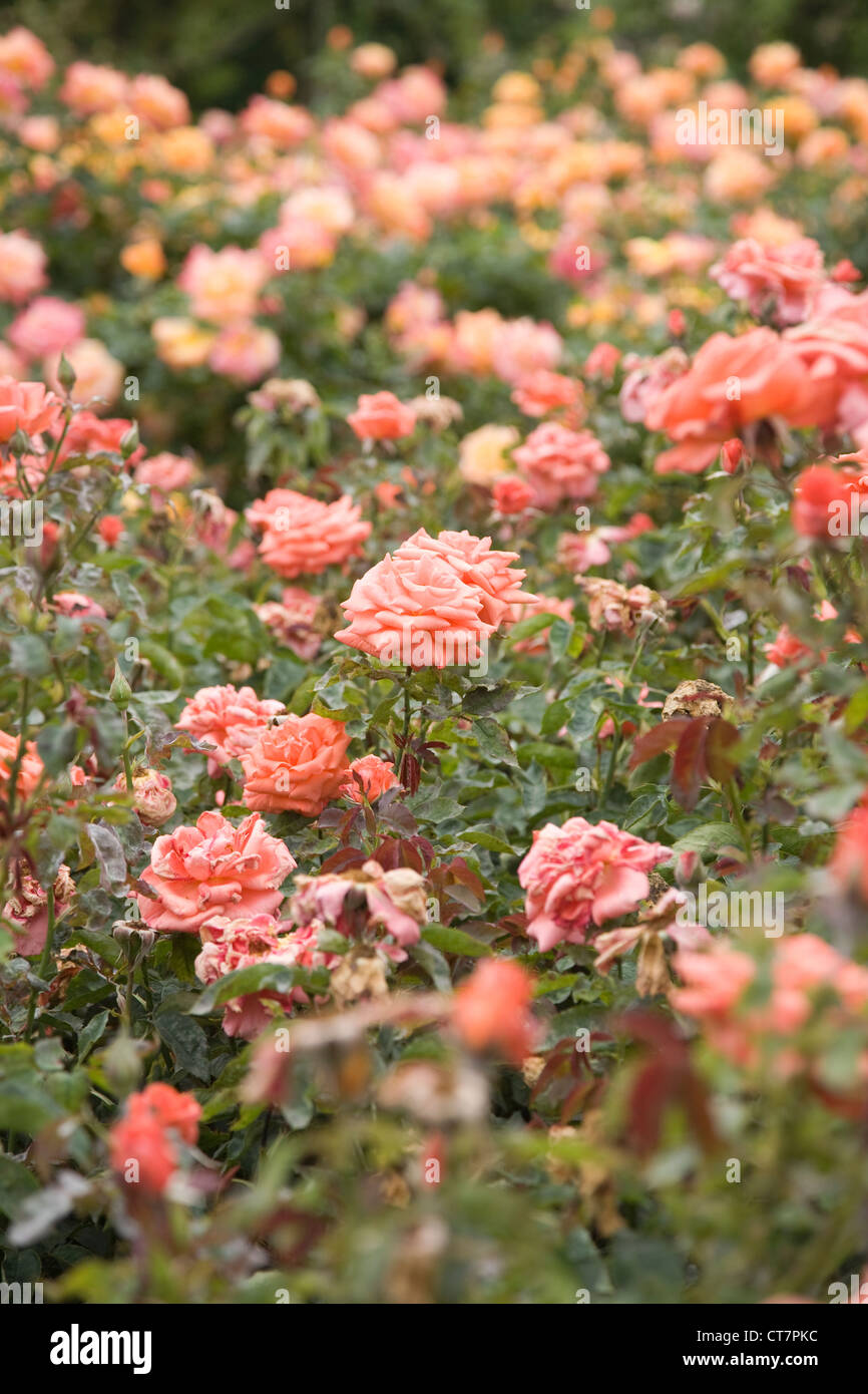 blooming rose garden Stock Photo - Alamy