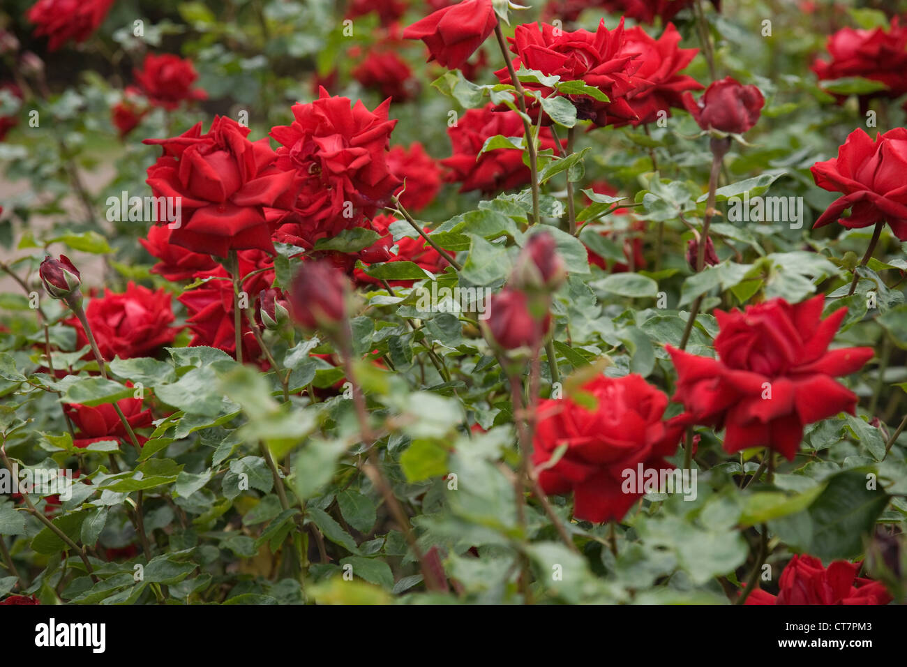 blooming rose garden Stock Photo - Alamy