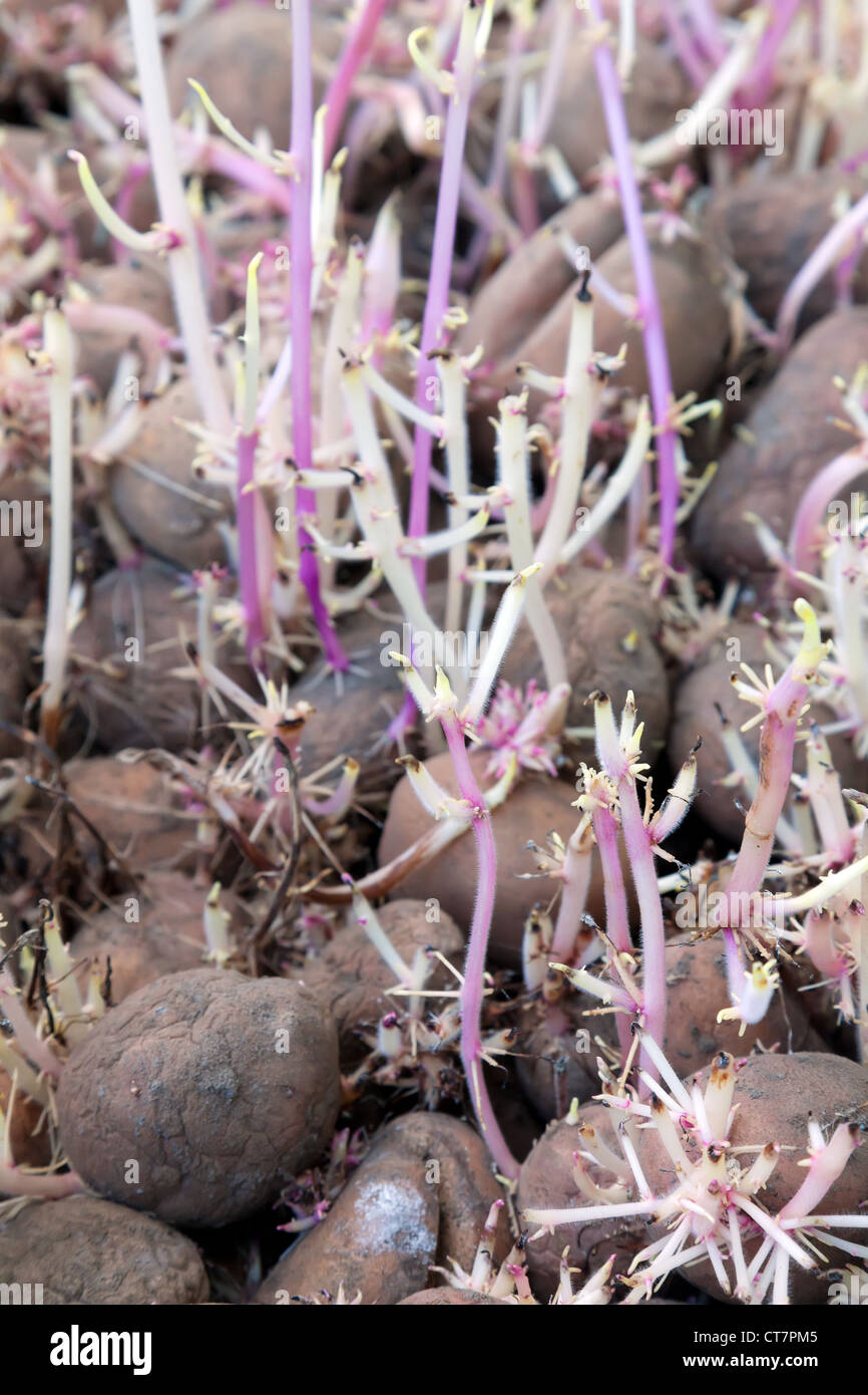 Vegetable food potato potato sprout hi-res stock photography and images ...