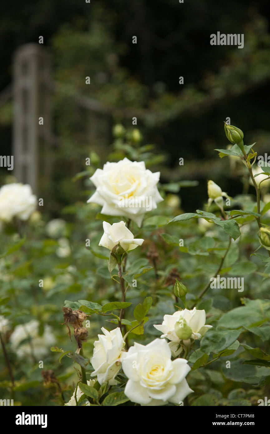 blooming rose garden Stock Photo - Alamy