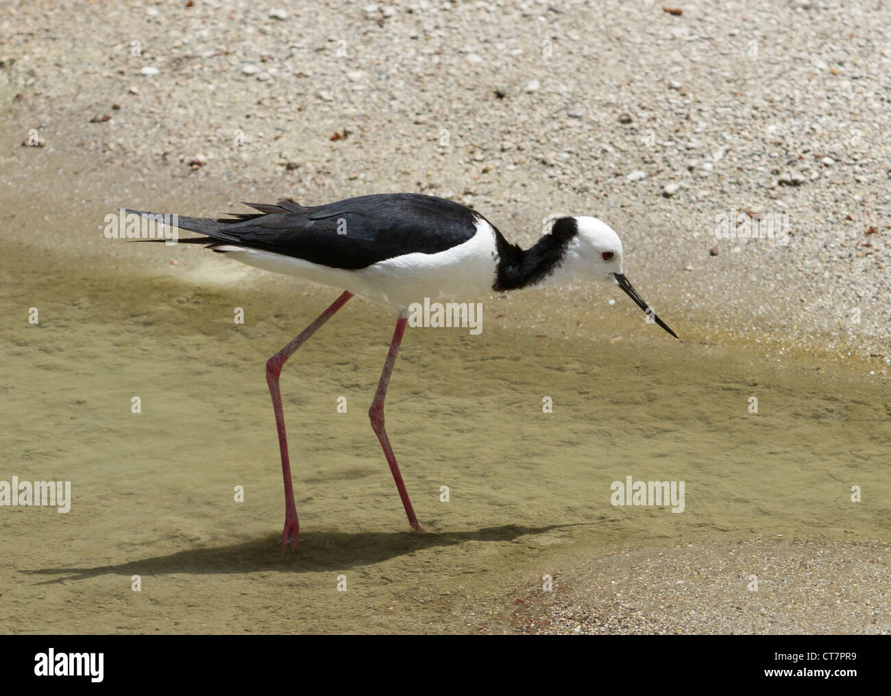Pied stilt at Wai-O-Tapu Thermal Wonderland, Rororua, North Island, New ...
