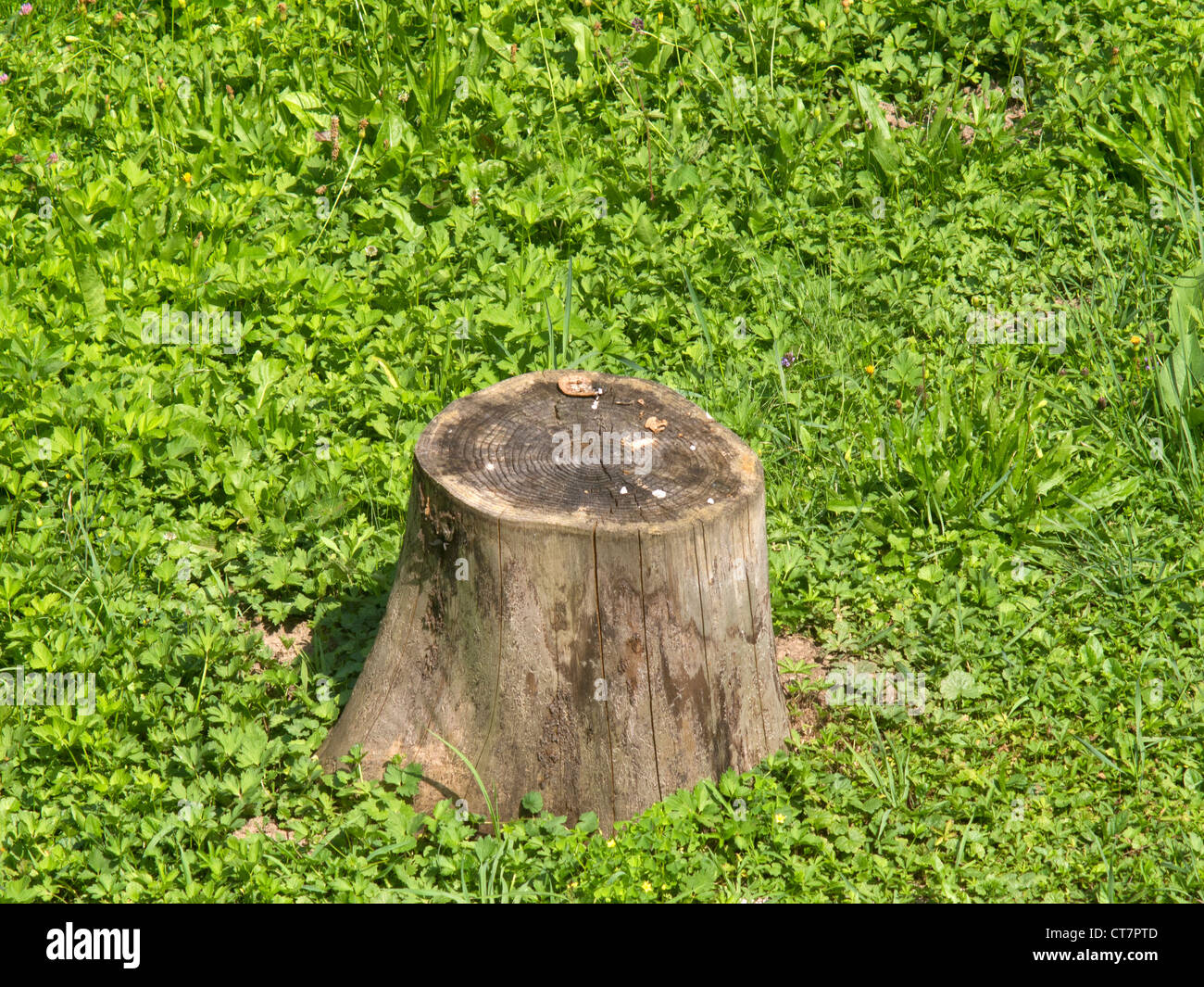 Stump - spruce tree Stock Photo - Alamy