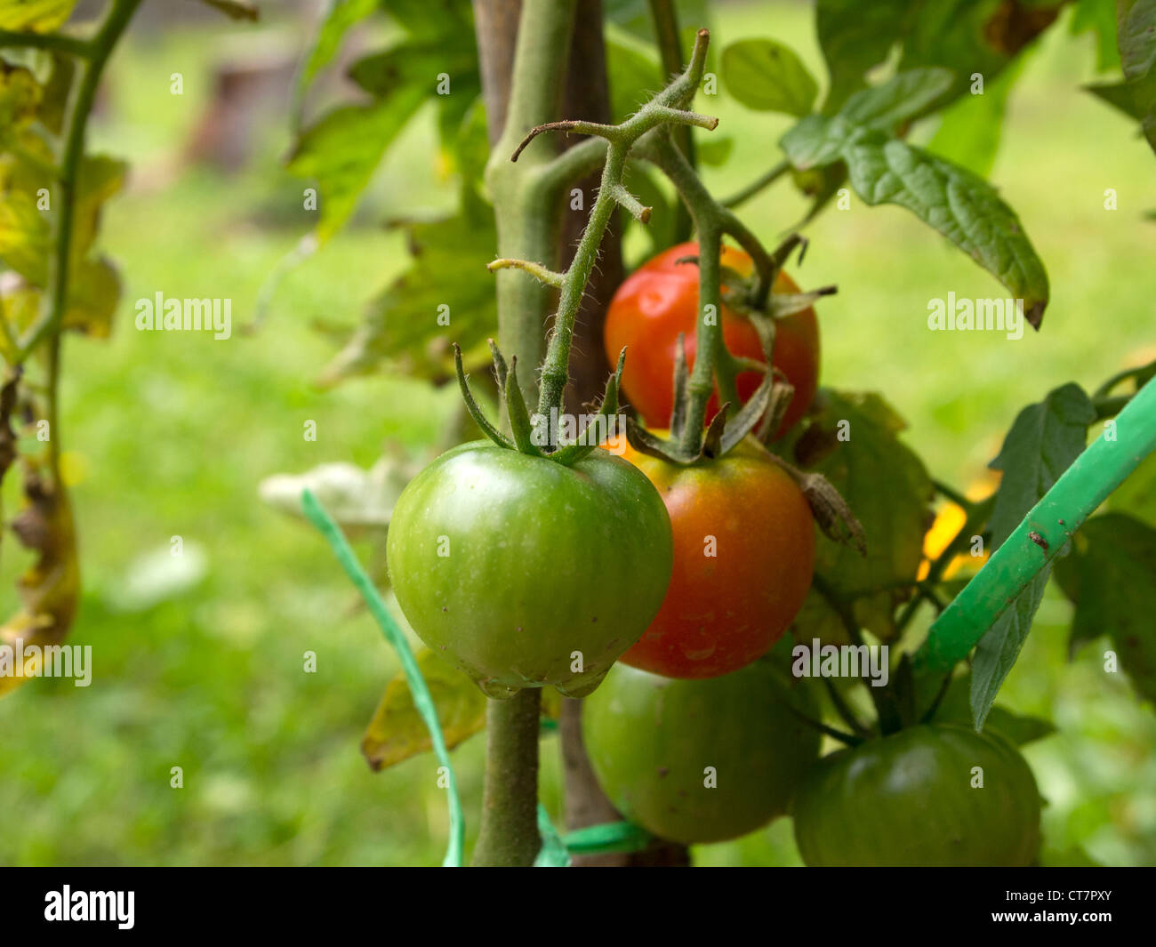 Solanum lycopersicum - tomato plant Stock Photo - Alamy