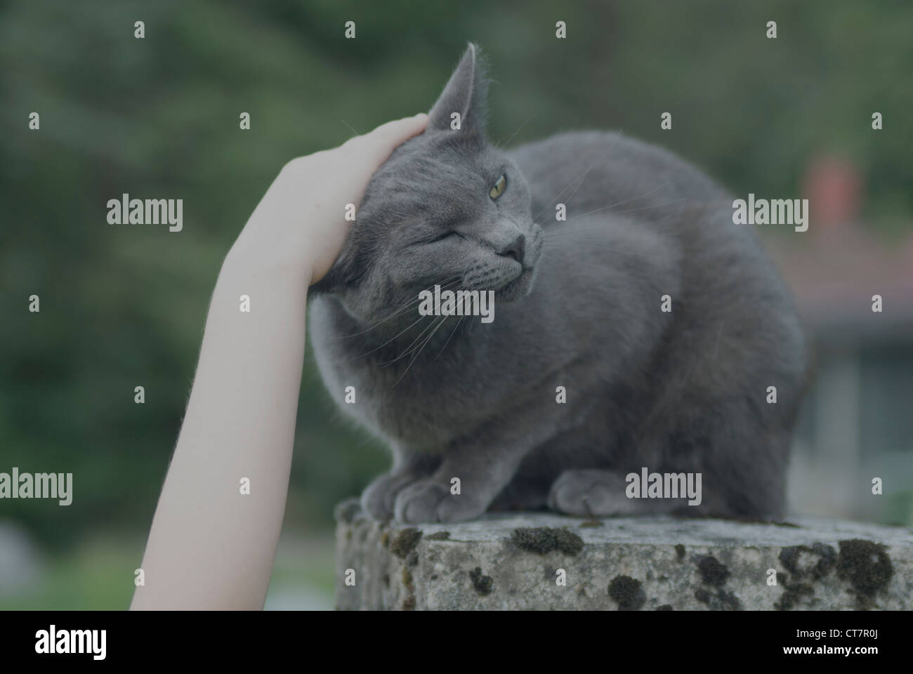 Small hand cuddling cat Stock Photo - Alamy