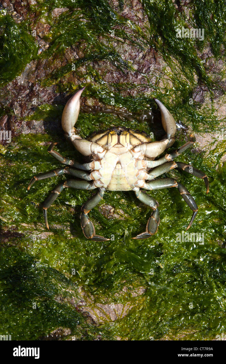Dead Crab on the rocks at Newquay Stock Photo - Alamy