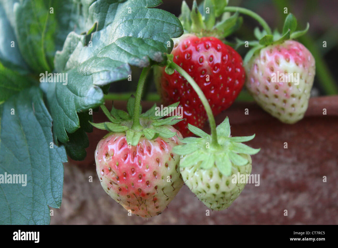 Four strawberries in different stage of ripeness hanging over edge of ...