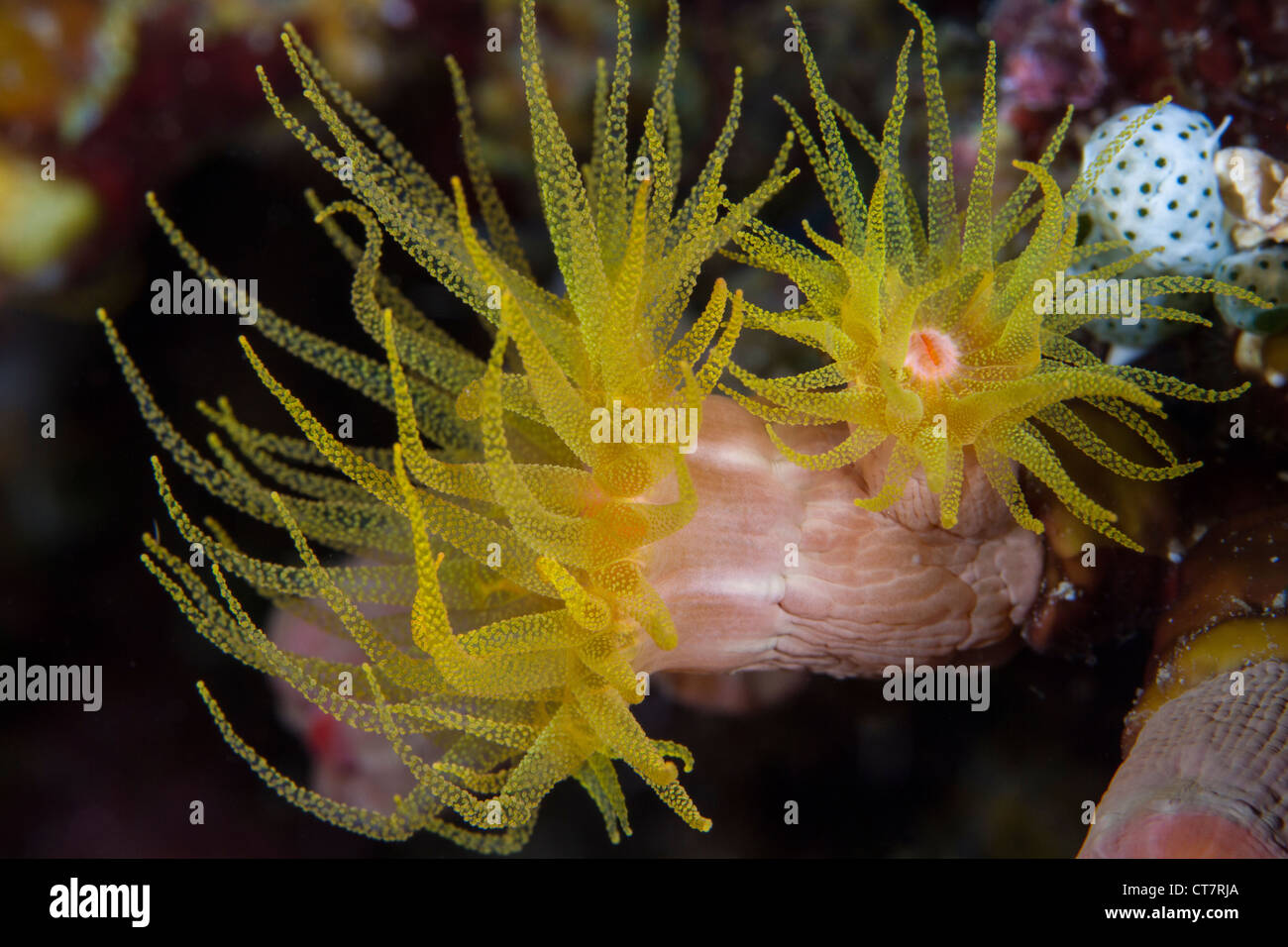 Sea cups in Raja Ampat, Indonesia Stock Photo - Alamy