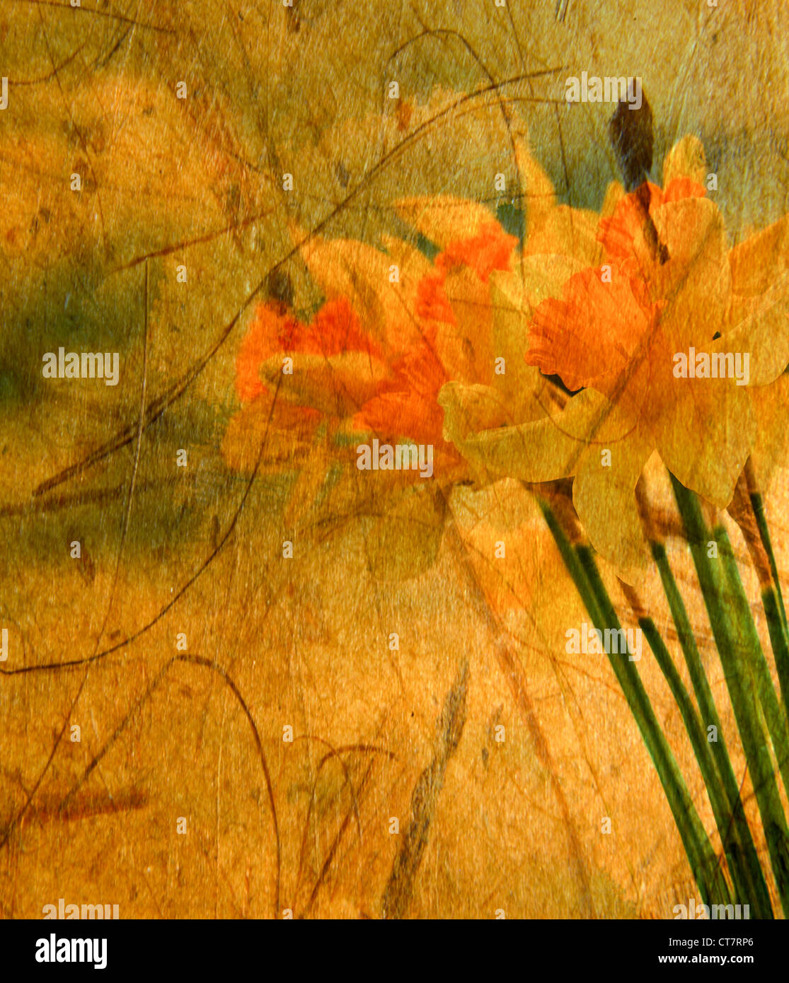 Abstract daffodil hi-res stock photography and images - Alamy