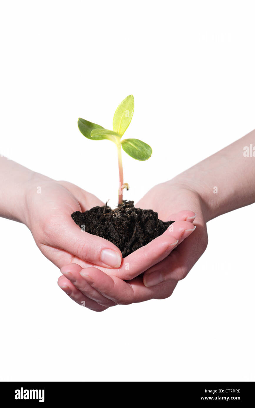 Young plant in hands of woman, isolated on white background Stock Photo ...