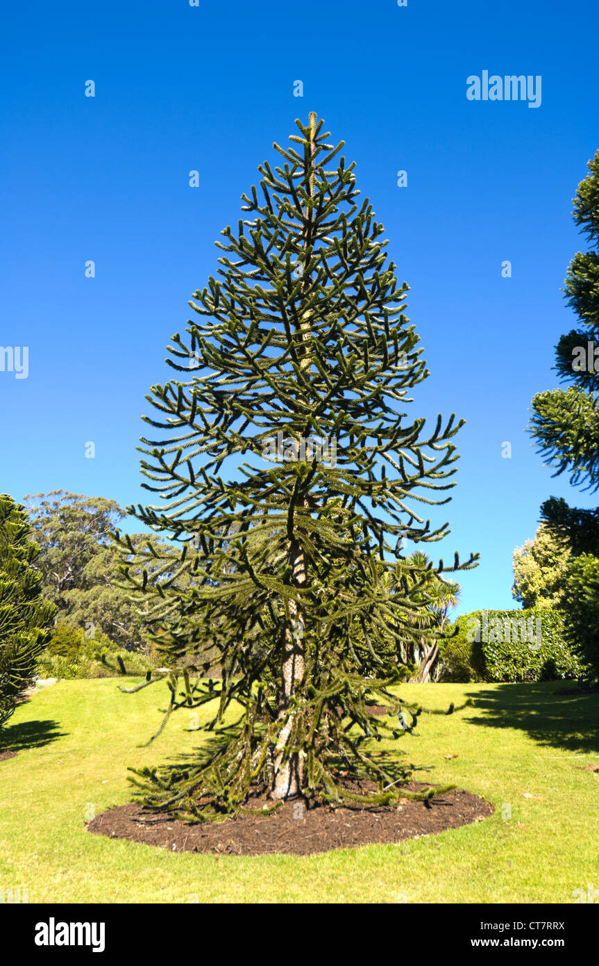 Conifers australia hi-res stock photography and images - Alamy
