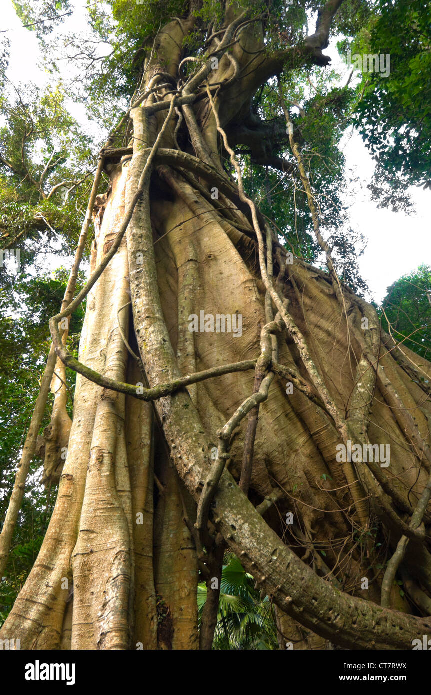 Fig tree, Minnamurra Rainforest, New South Wales, Australia Stock Photo ...