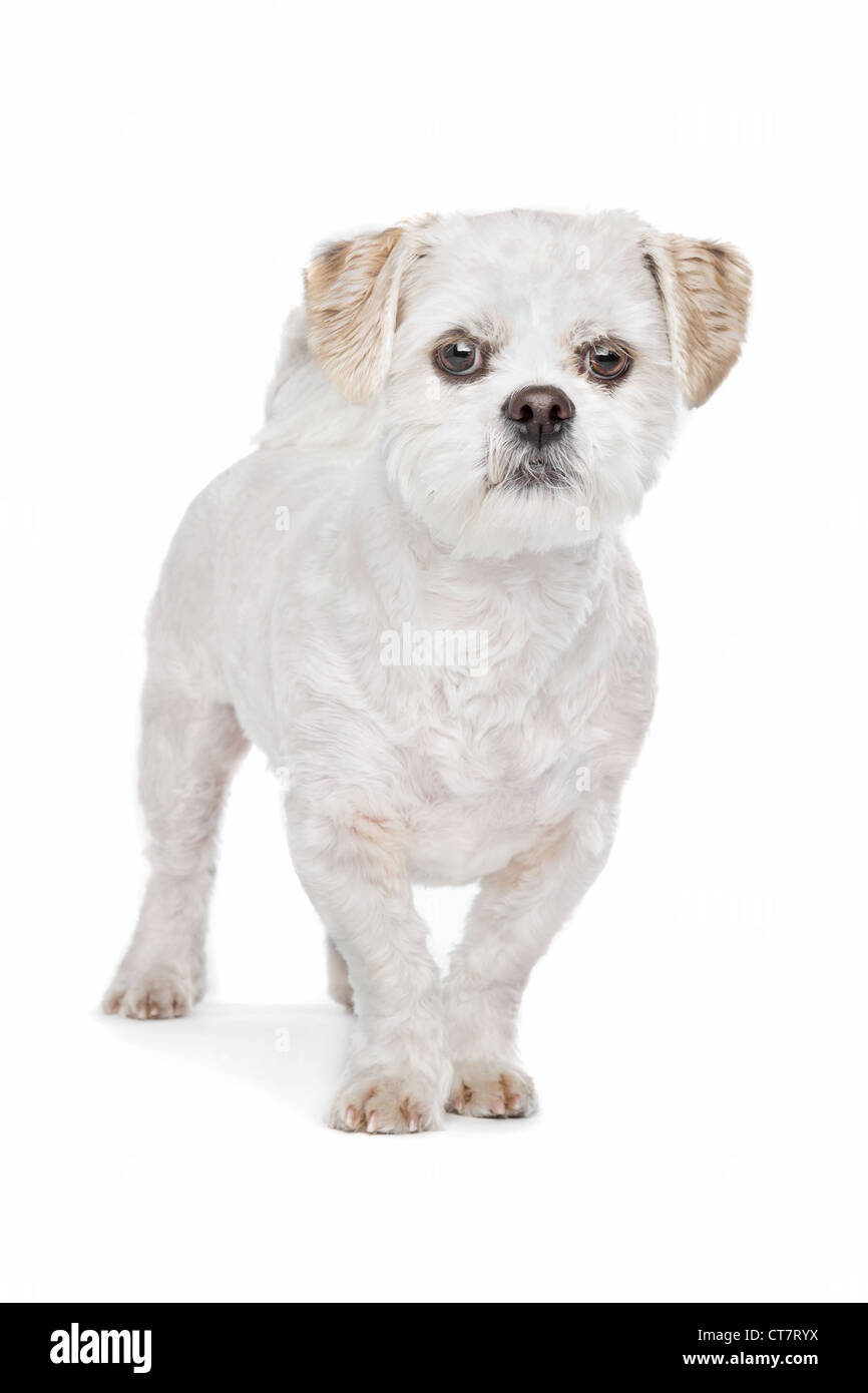 Maltese shih tzu hi-res stock photography and images - Alamy