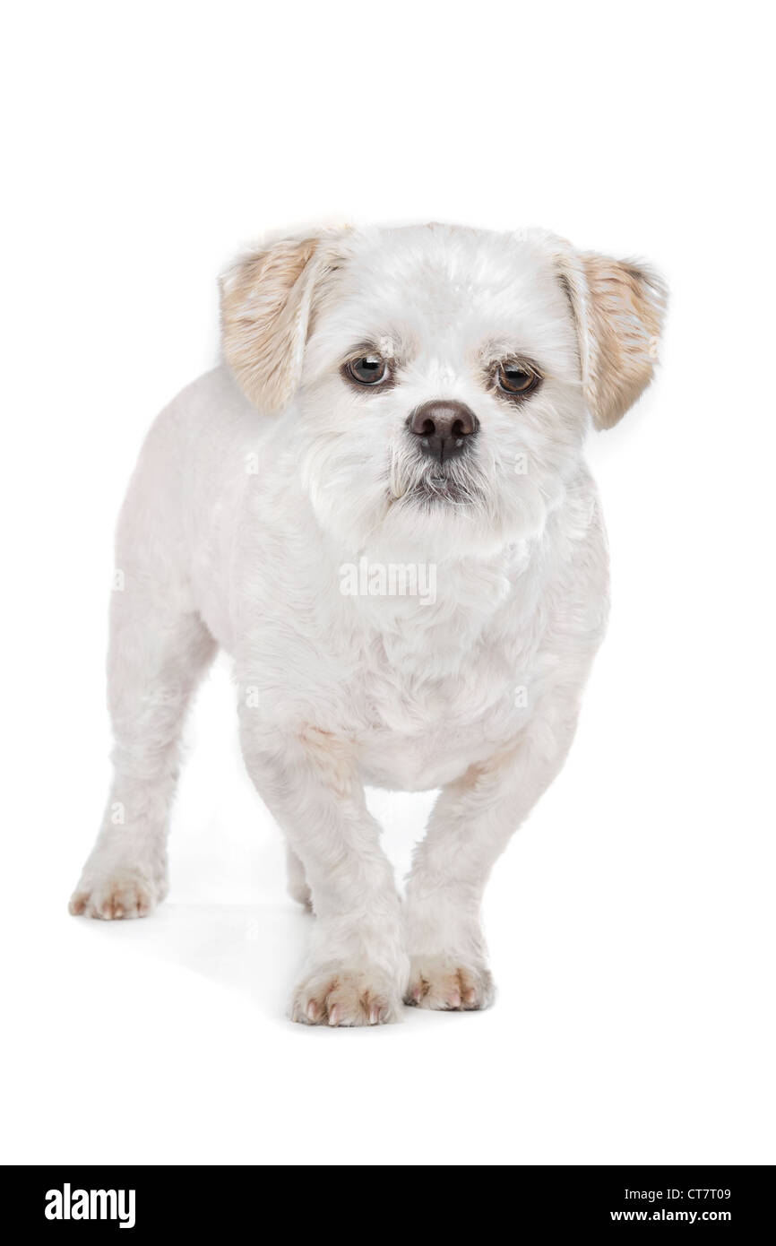 Maltese shih tzu hi-res stock photography and images - Alamy