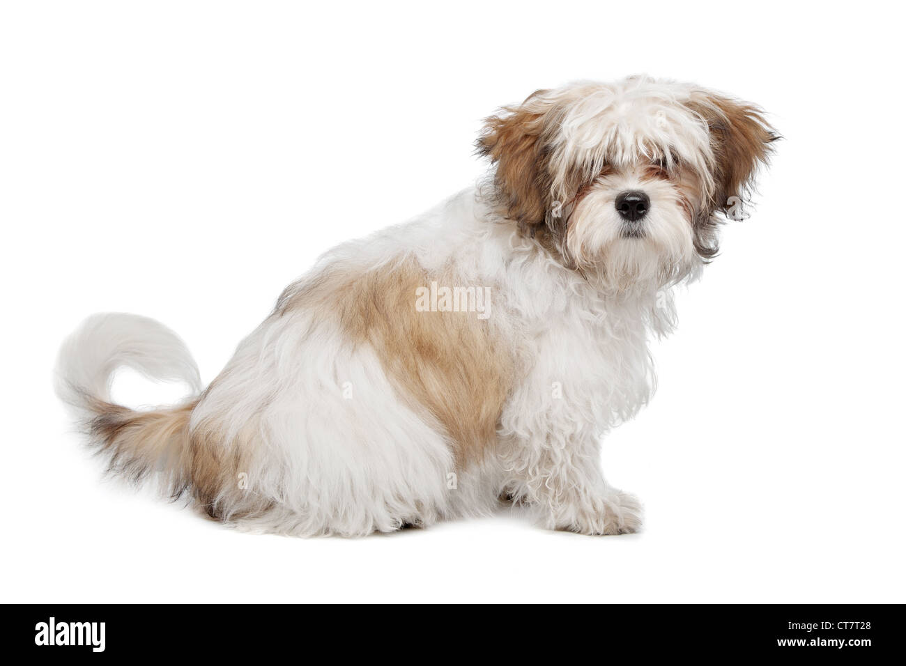 boomer dog in front of a white background Stock Photo - Alamy