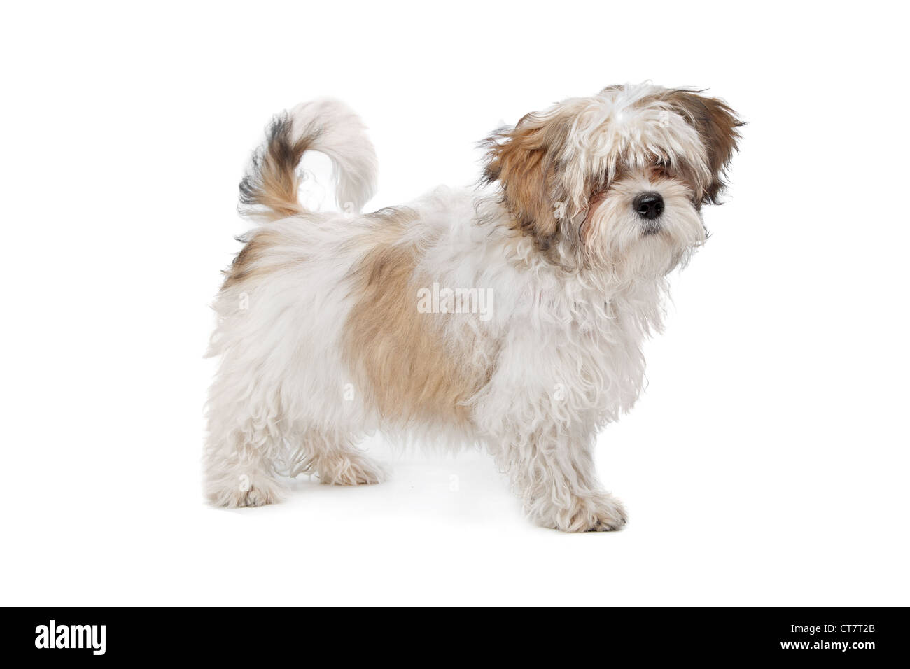 boomer dog in front of a white background Stock Photo - Alamy