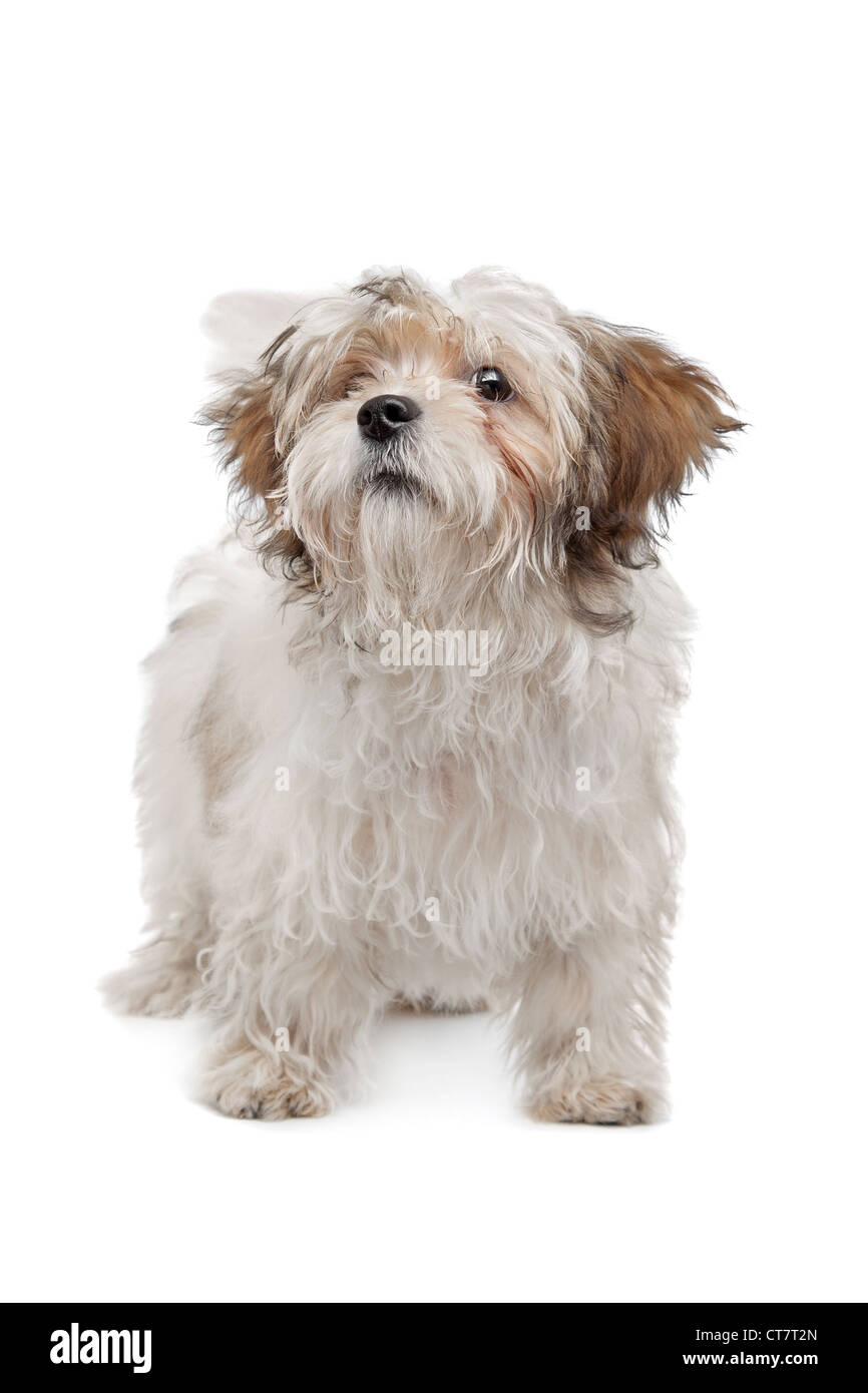 boomer dog in front of a white background Stock Photo - Alamy