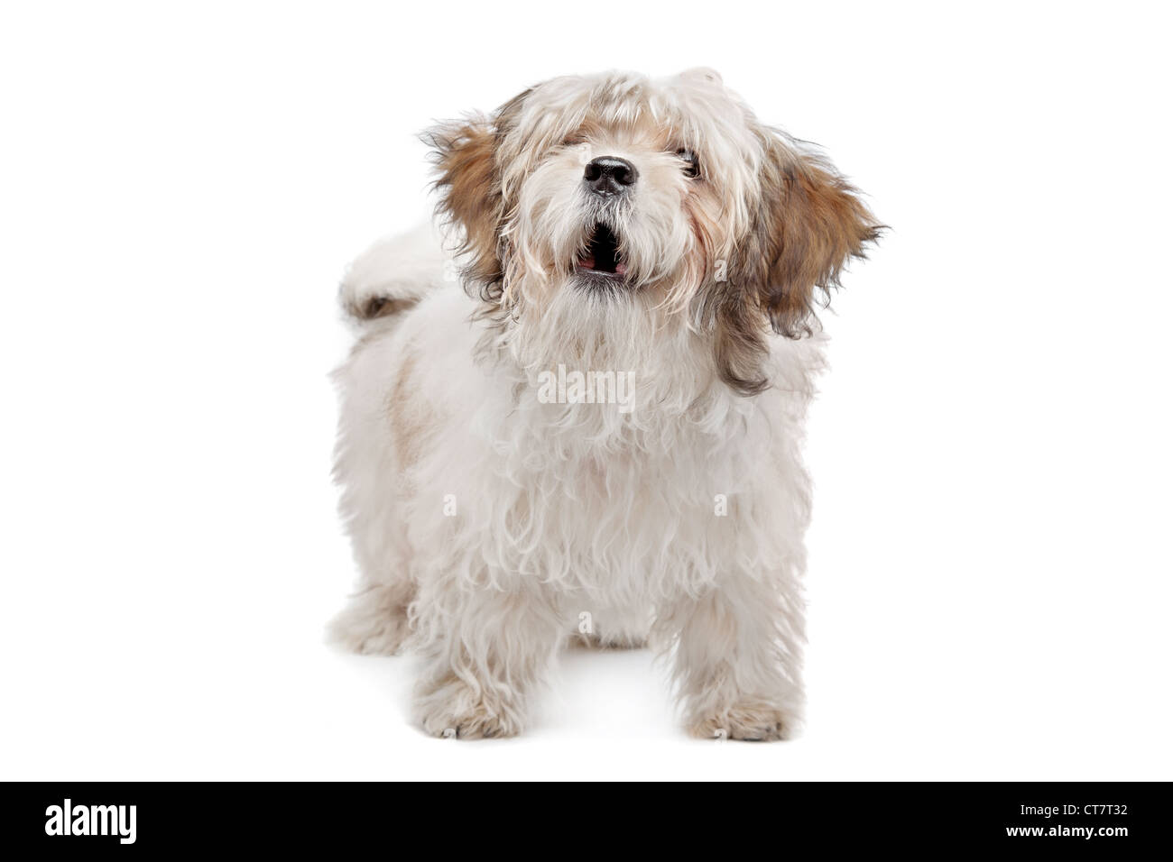 boomer dog in front of a white background Stock Photo - Alamy