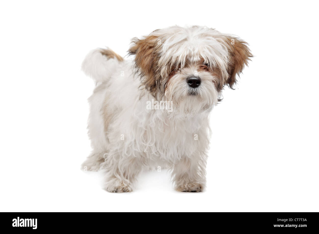 boomer dog in front of a white background Stock Photo - Alamy