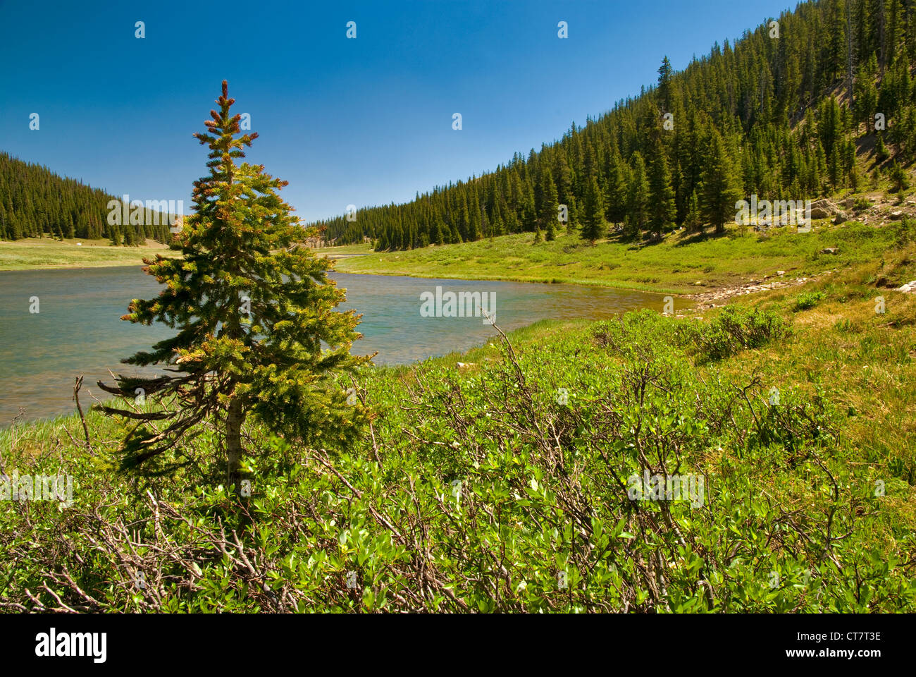 Mountain Lake with a pine tree Stock Photo - Alamy